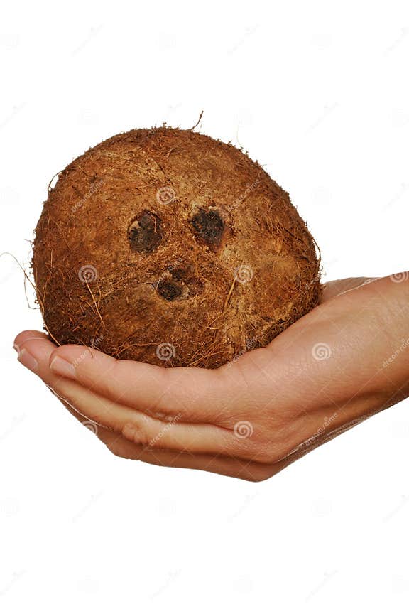Coconut face stock photo. Image of tropical, five, taste - 1720040