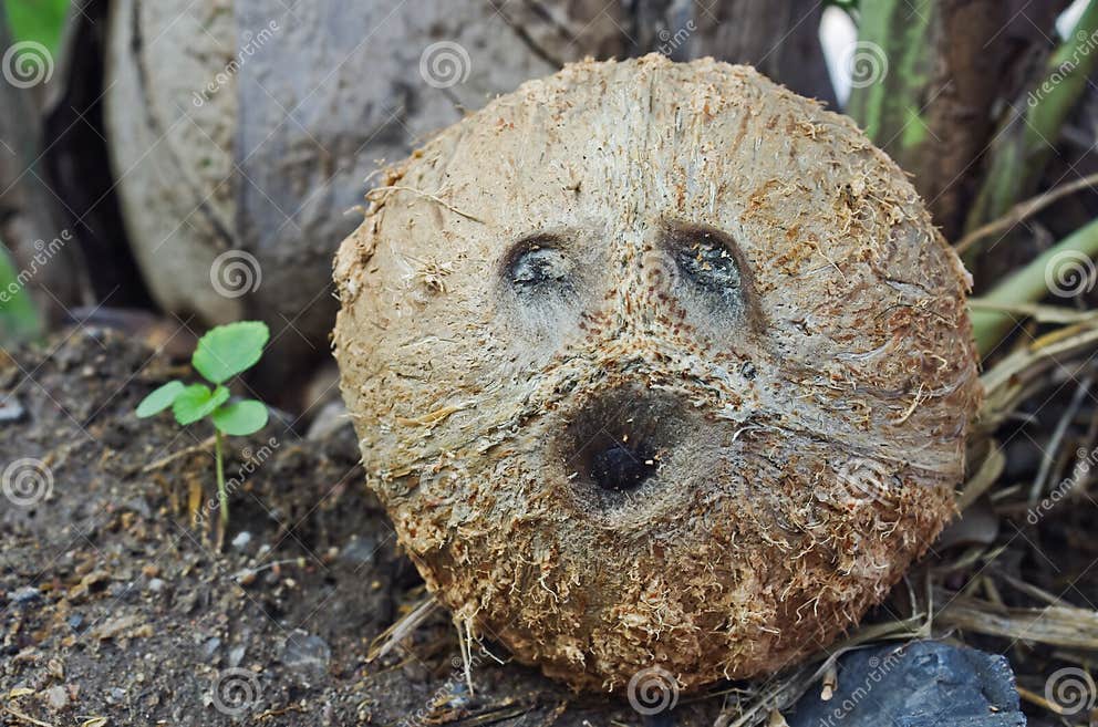 Coconut face stock photo. Image of agriculture, feeling - 47379670