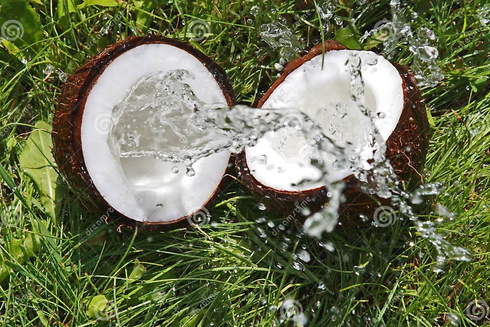 Coconut falling stock photo. Image of flowing, brown - 15208416