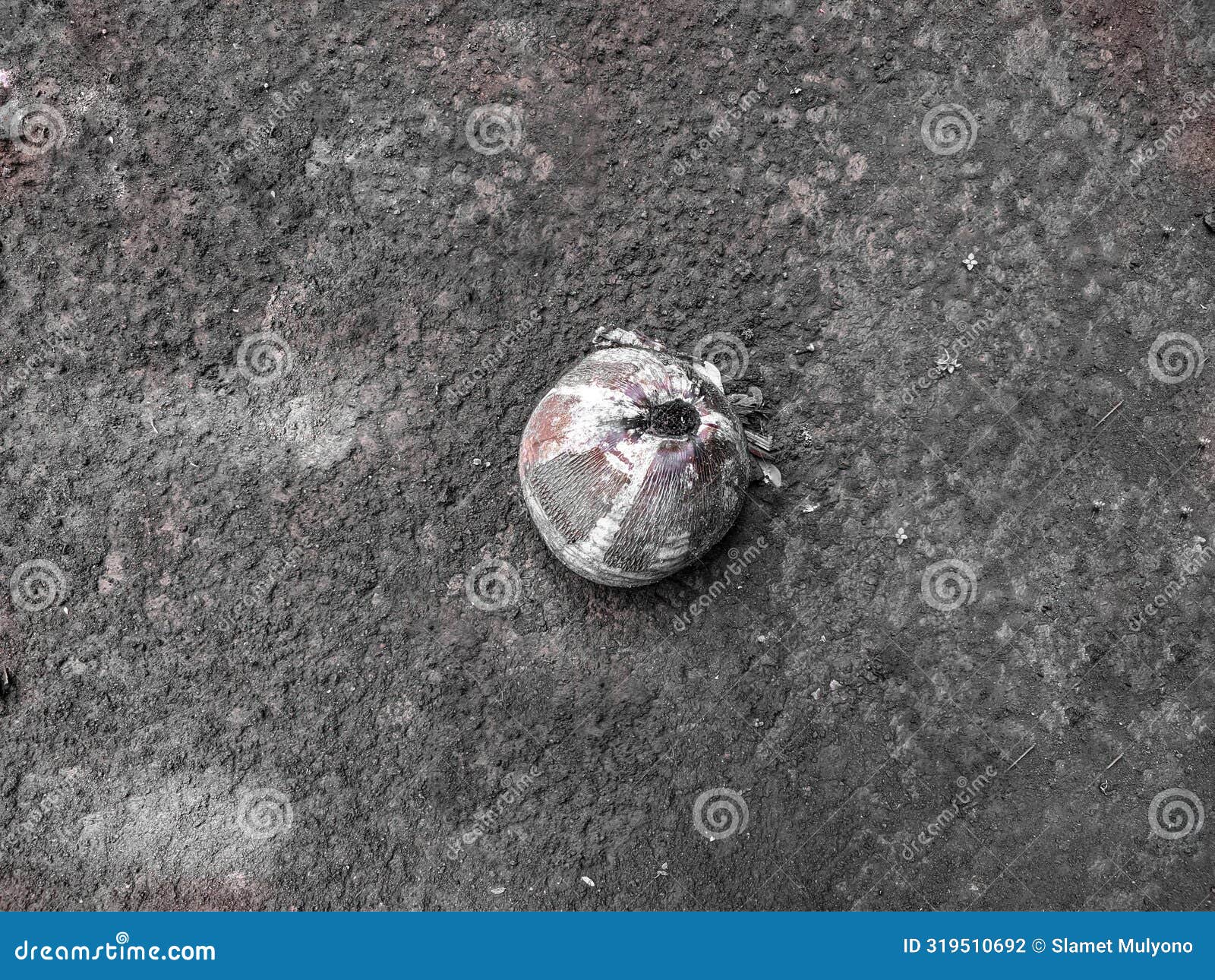 Coconut Falling To the Ground Stock Photo - Image of water, leaf: 319510692