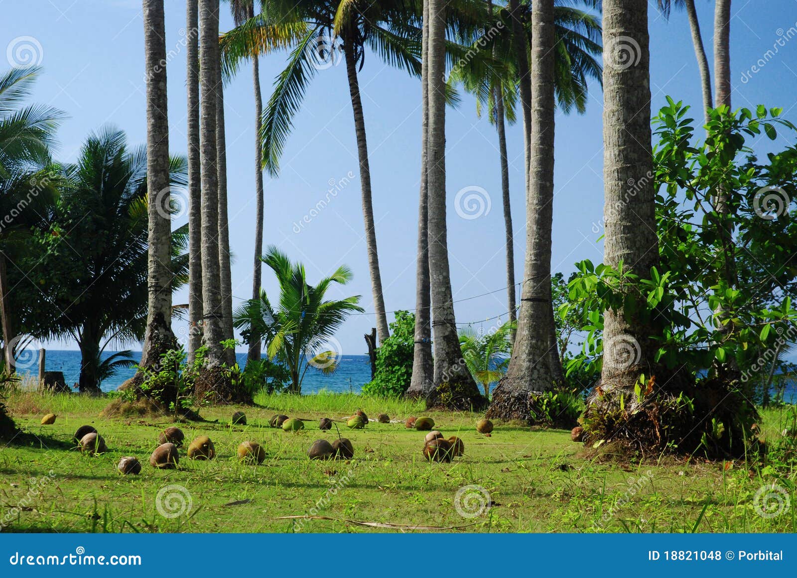 Coconut farm stock photo. Image of food, plant, natural - 18821048