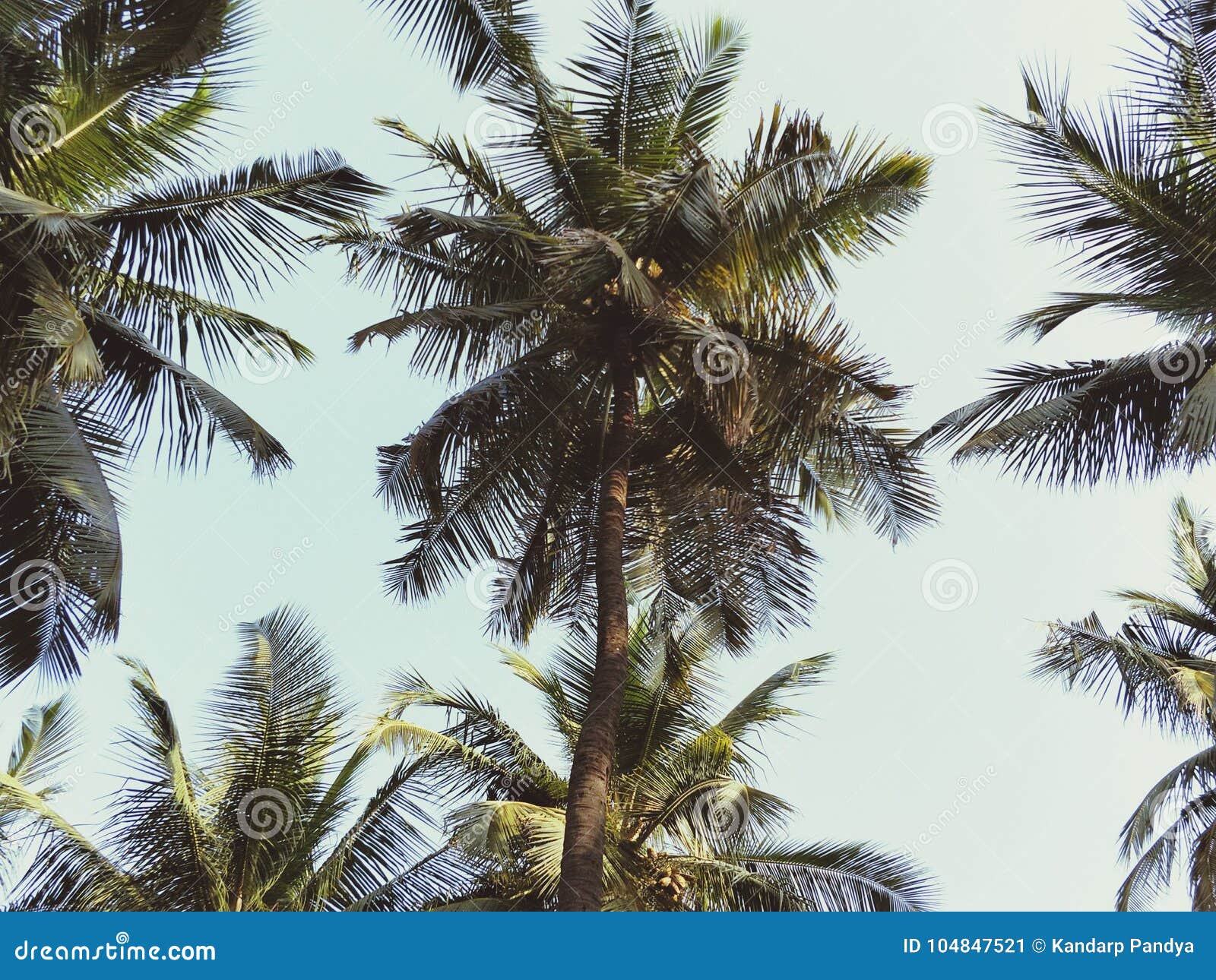 Coconut farm stock image. Image of trees, landscape - 104847521