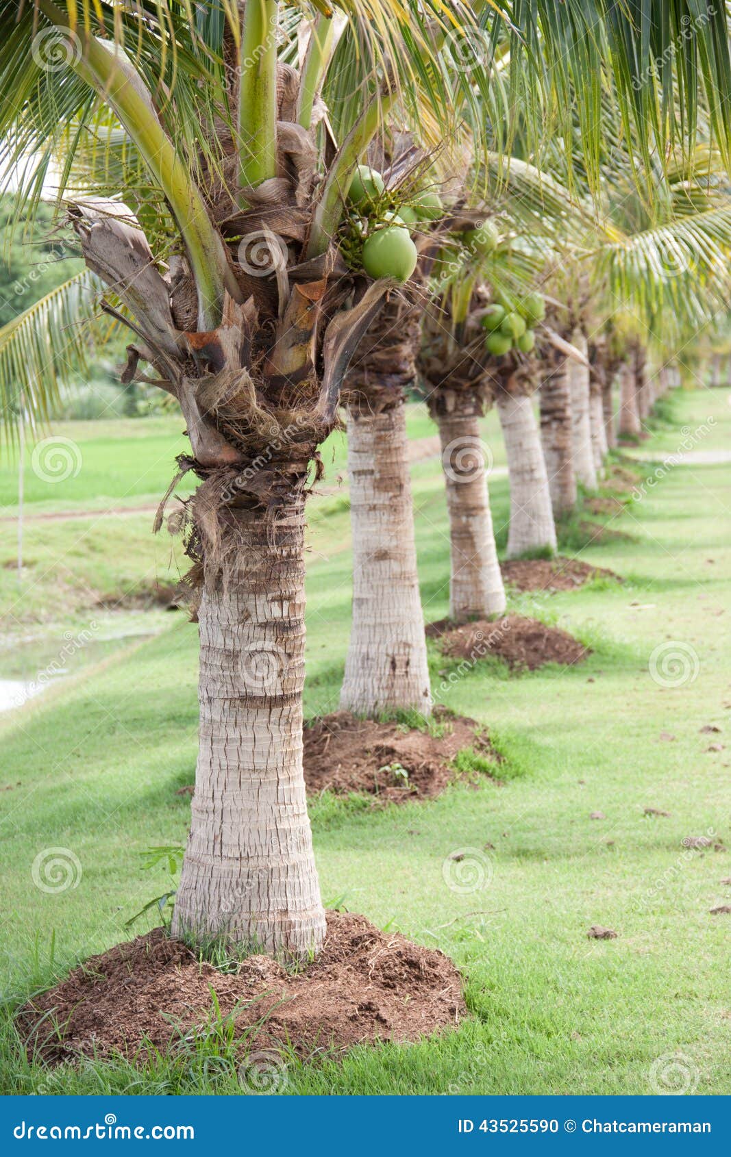 Coconut Tree Garden