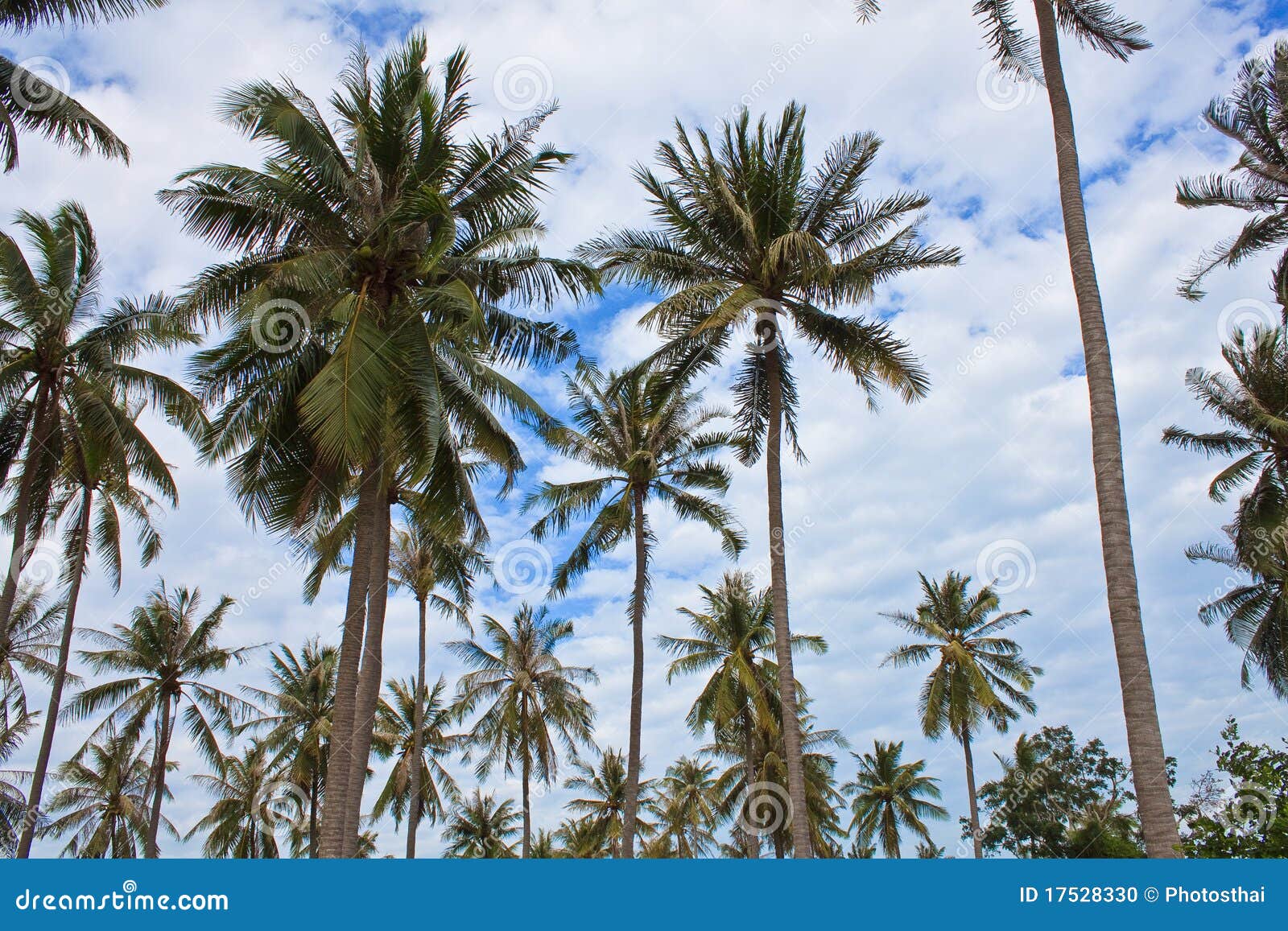 Coconut farmland stock photo. Image of asia, leaves, subtropical - 17528330