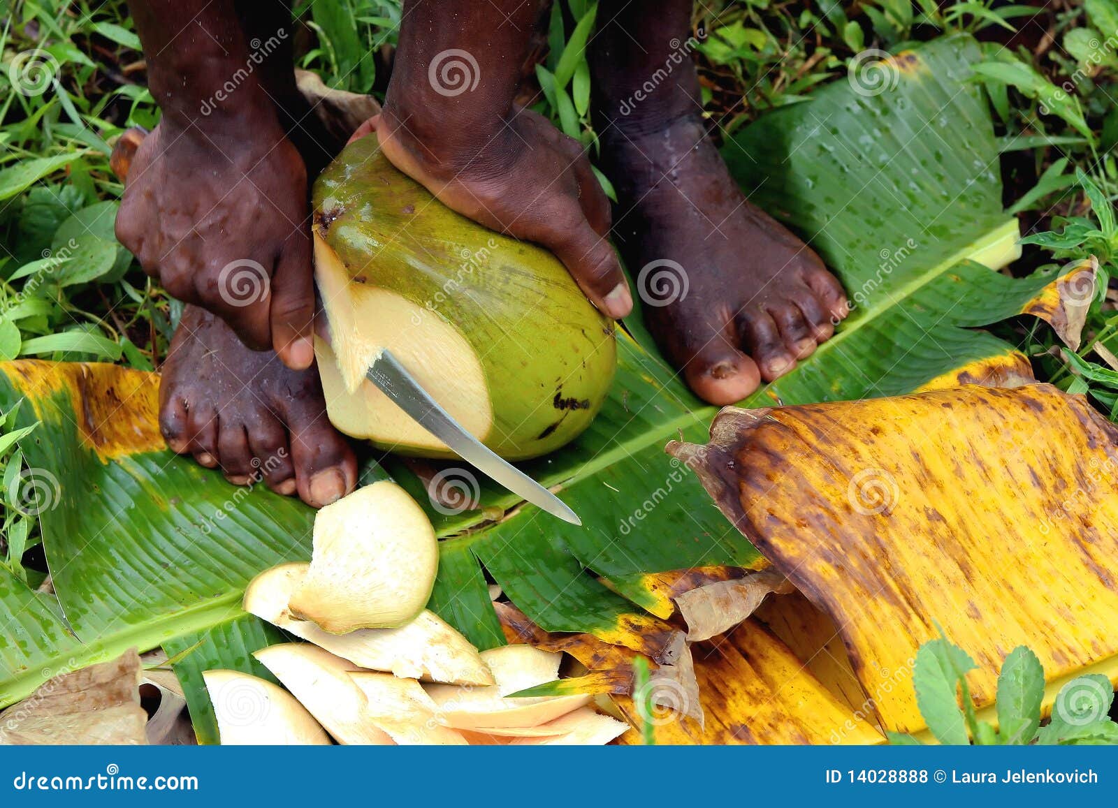 Coconut feet stock photo. Image of surviving, hard, exotic - 14028888