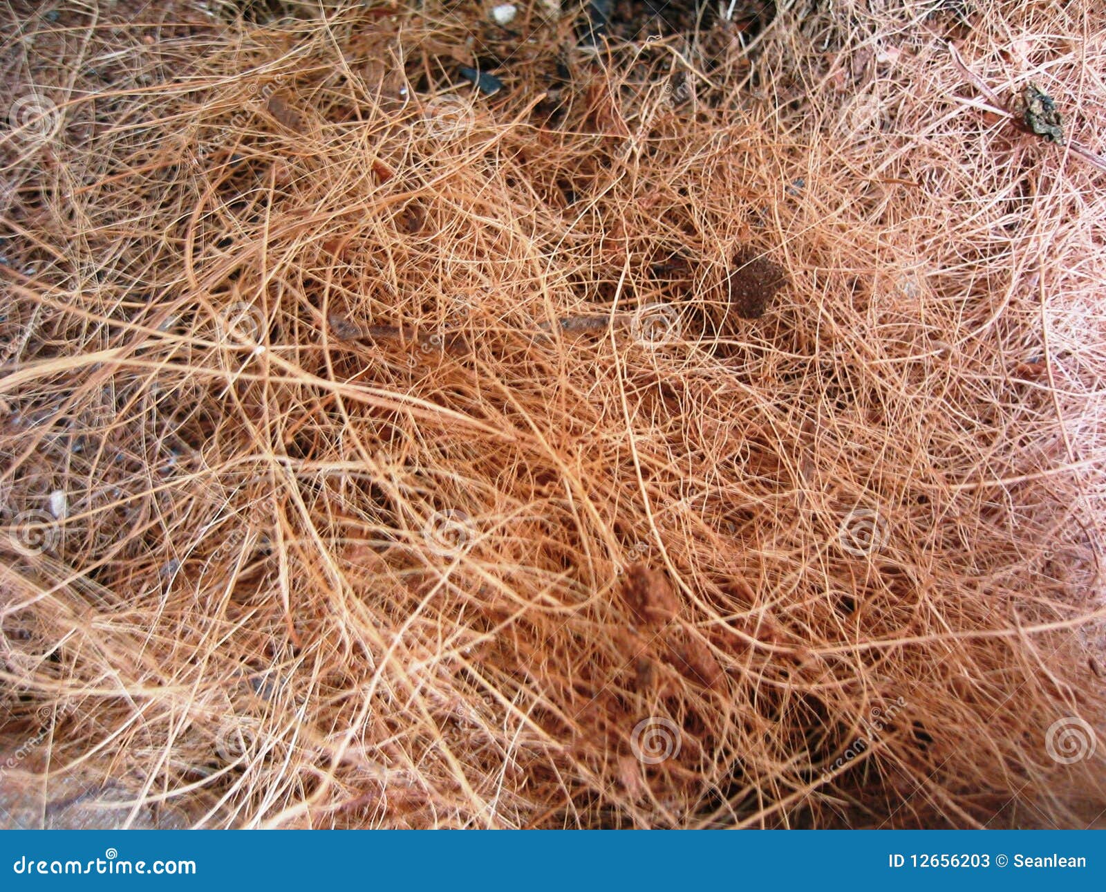 Coconut fiber stock image. Image of blur, layer, fiber - 12656203