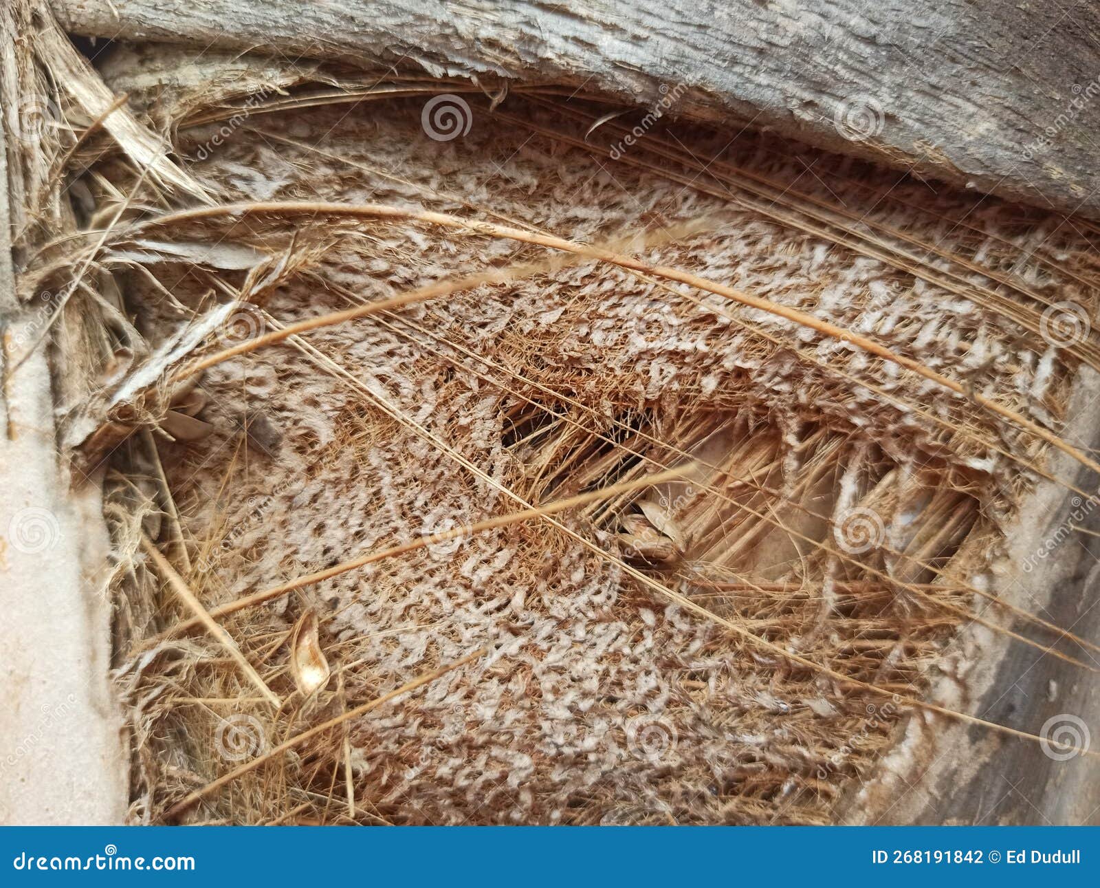 Coconut fiber background stock photo. Image of wildlife - 268191842
