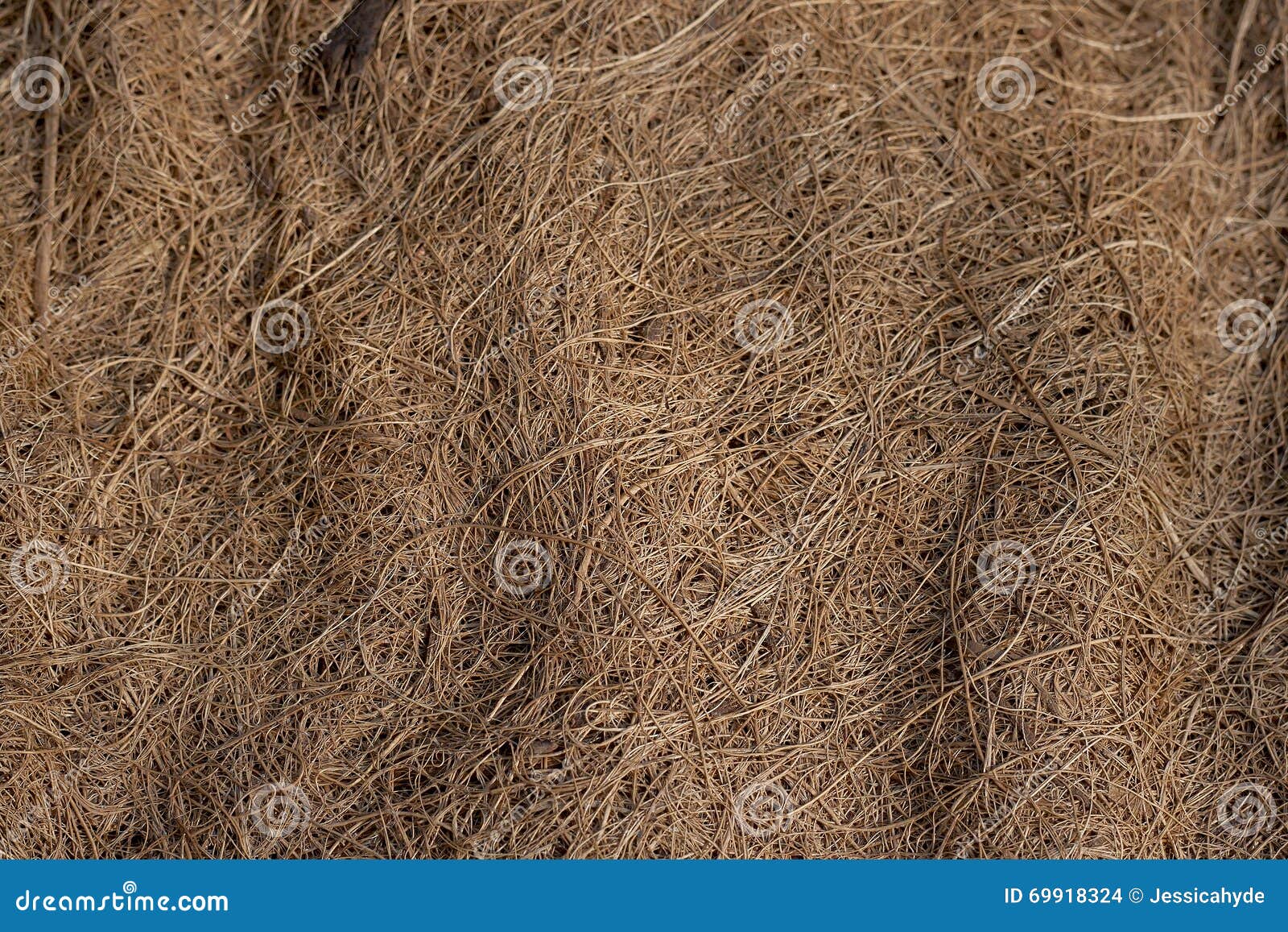 Coconut fiber stock photo. Image of ecology, coir, frost - 69918324