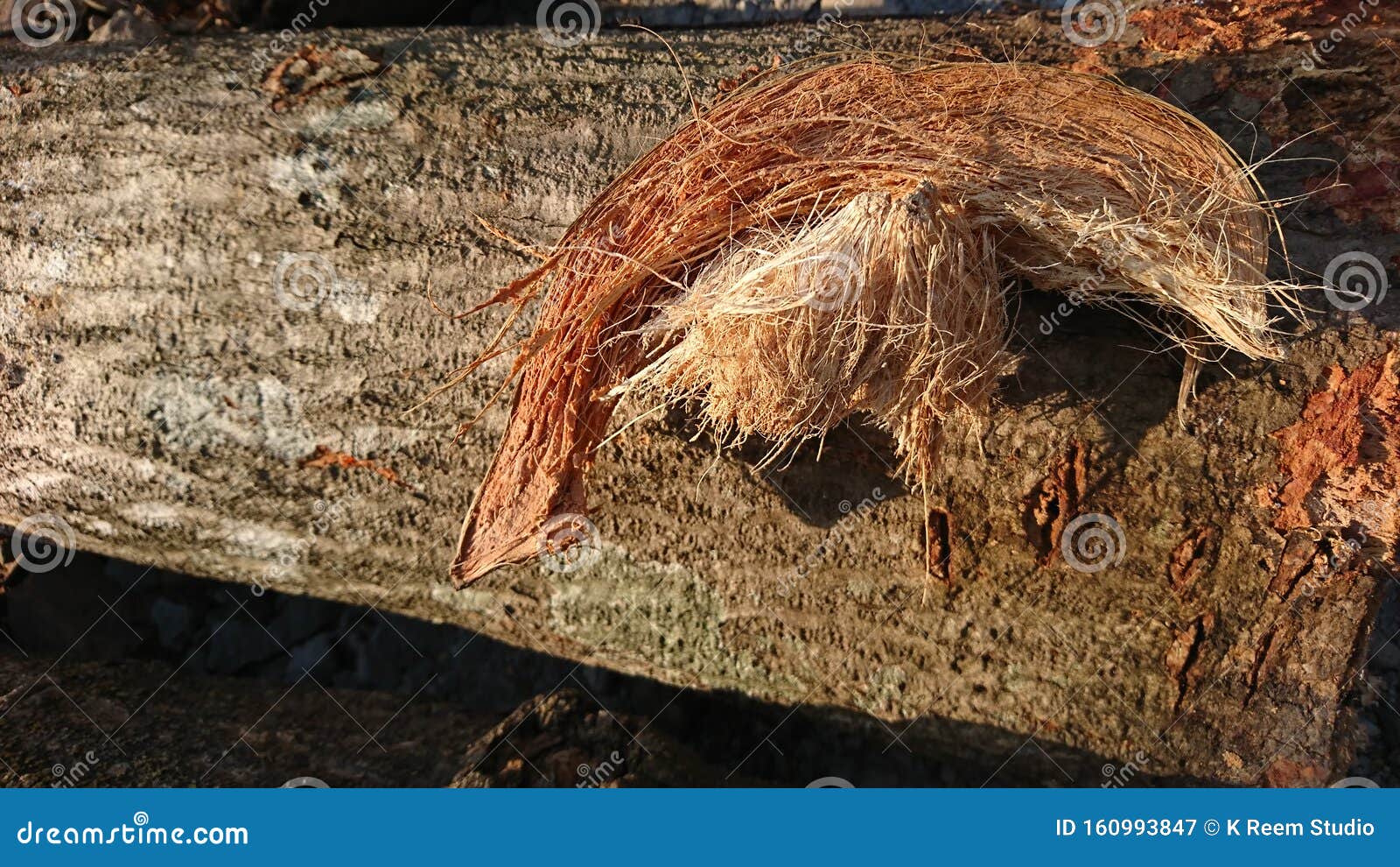 Coconut Fiber on a Dead Tree Trunk Stock Image - Image of copra, fiber ...