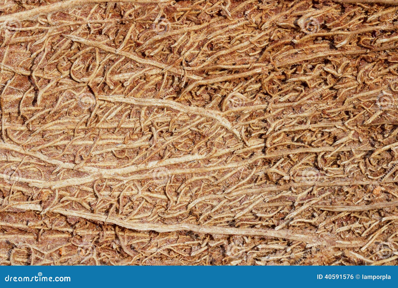 Coconut fiber stock photo. Image of brown, textured, rough - 40591576