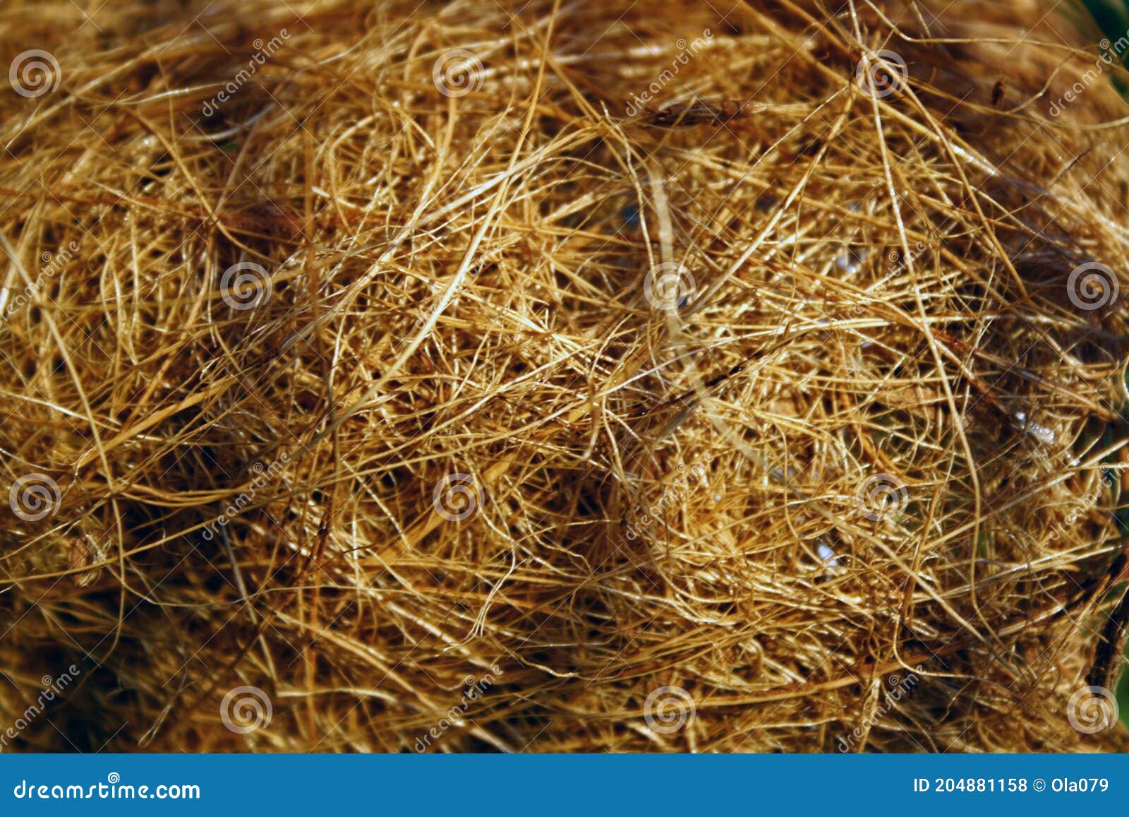 Coconut fiber texture stock photo. Image of tree, material - 204881158