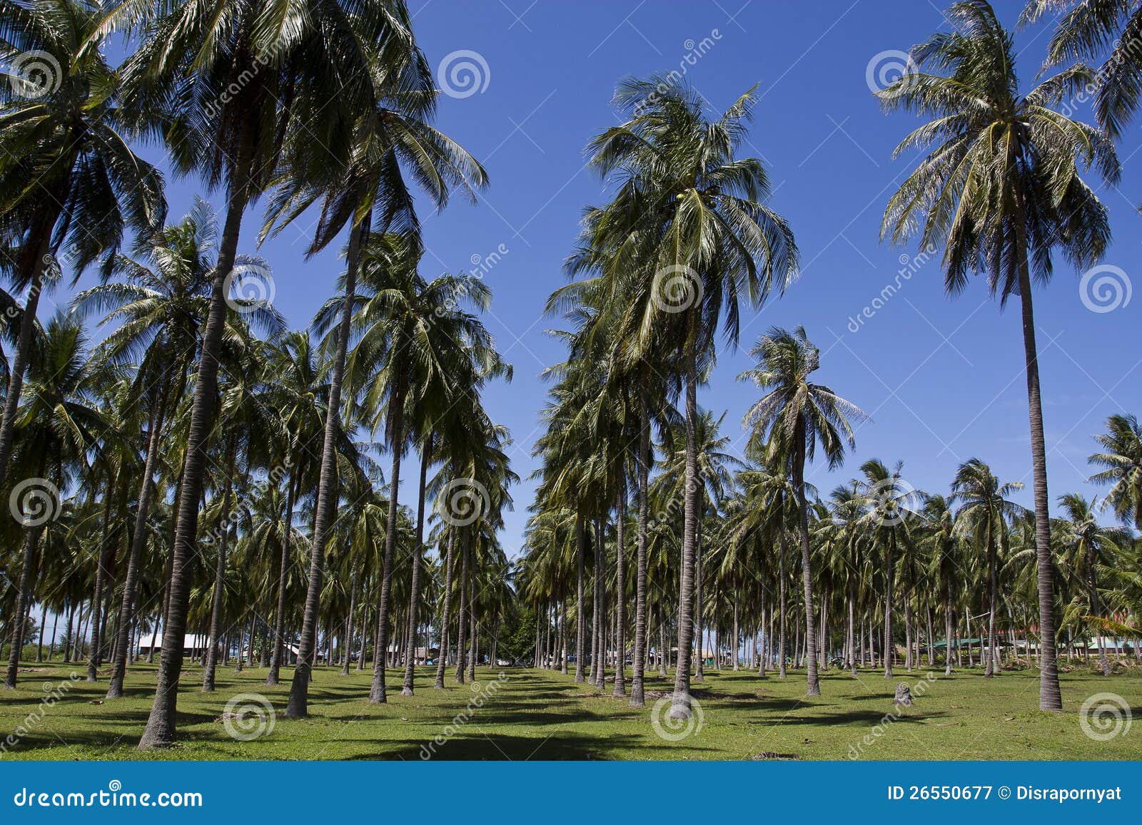 Coconut field stock image. Image of palmtree, field, island - 26550677