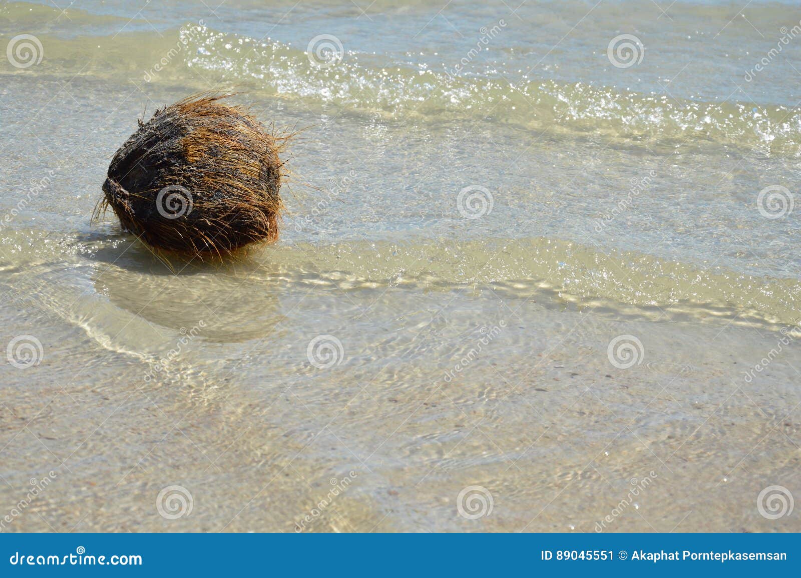 Coconut Floating To Seashore on Sunny Day Stock Image - Image of fruit ...