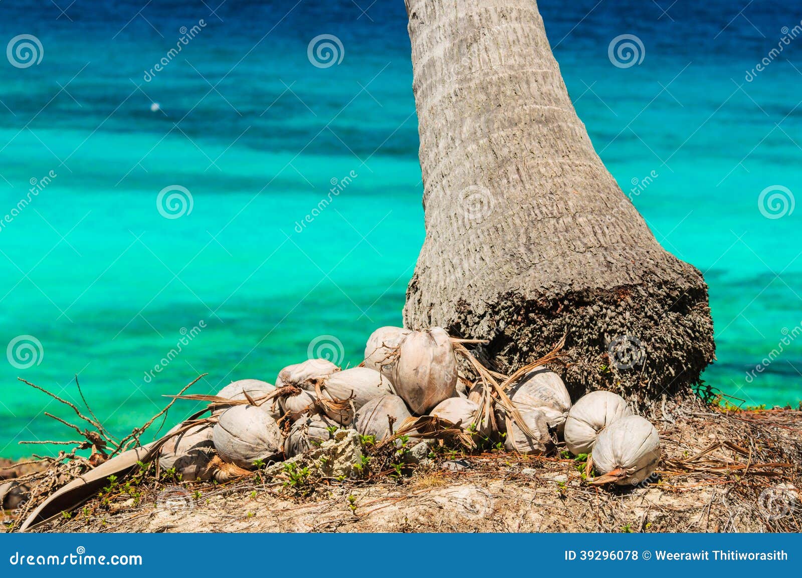 Coconut stock photo. Image of coconut, thailand, sand - 39296078