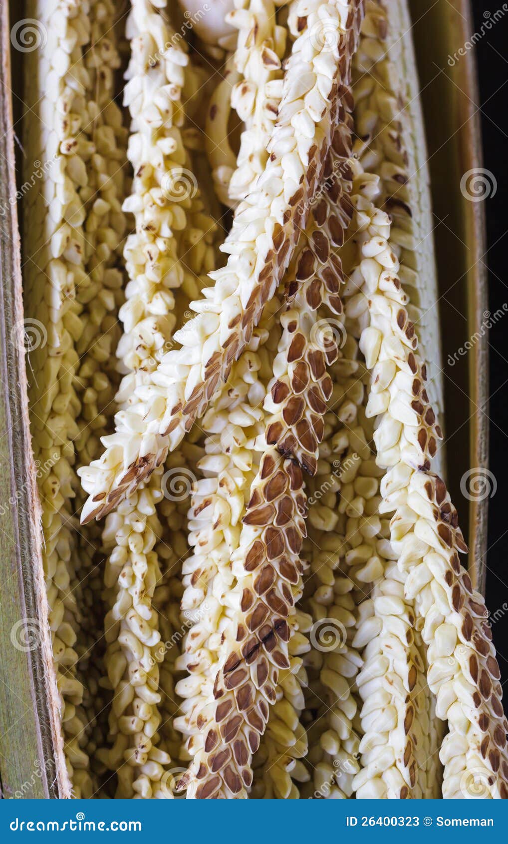 Coconut flower stock image. Image of food, single, plant - 26400323