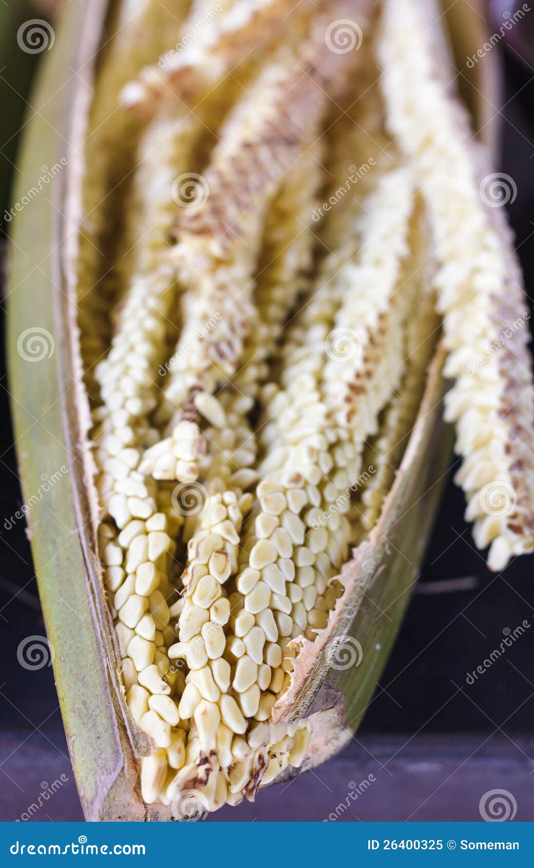 Coconut flower stock image. Image of climate, tropical - 26400325