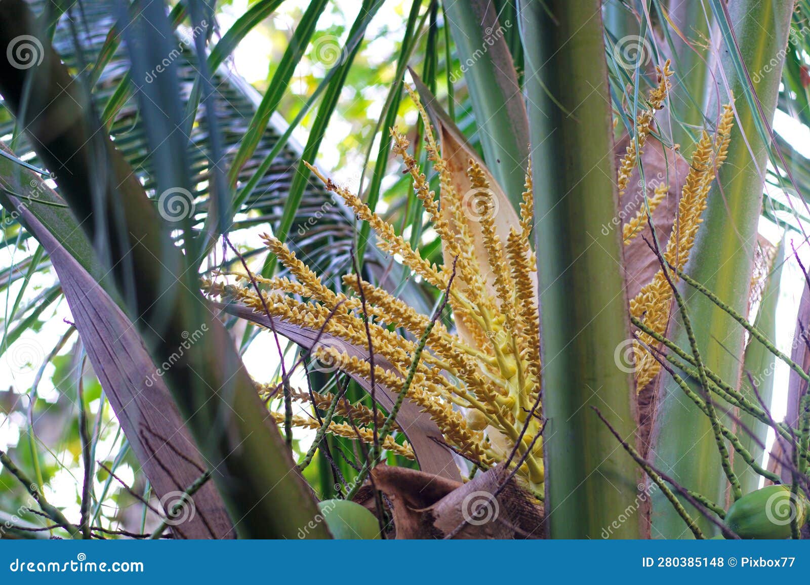 A Coconut Flower Dancer Performs During The Esala Perahera. Editorial ...