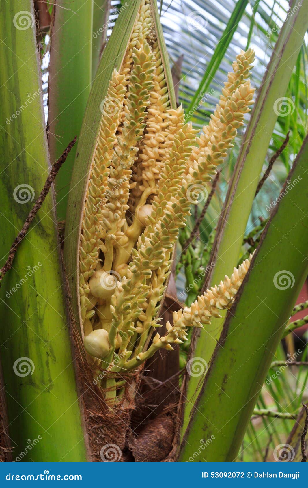 Coconut flower stock photo. Image of close, leaf, backdrop - 53092072