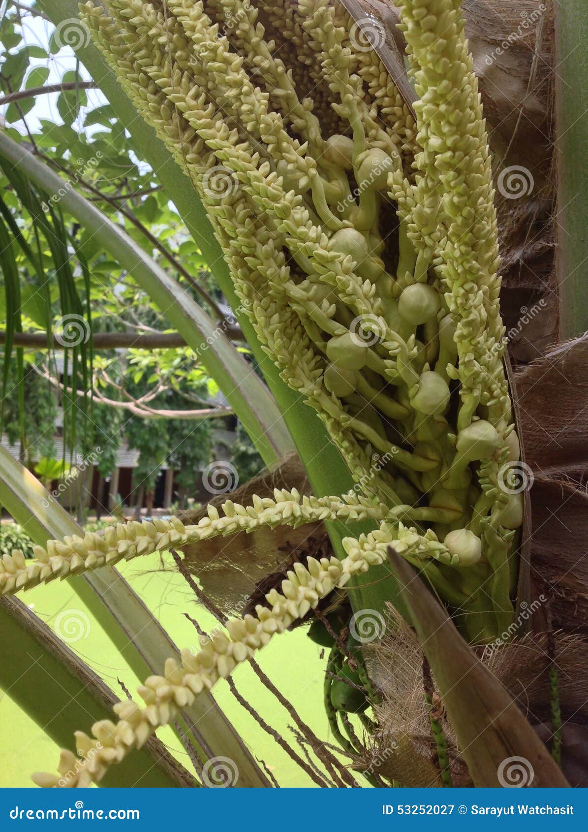 Coconut flower stock image. Image of flora, fern, plant - 53252027