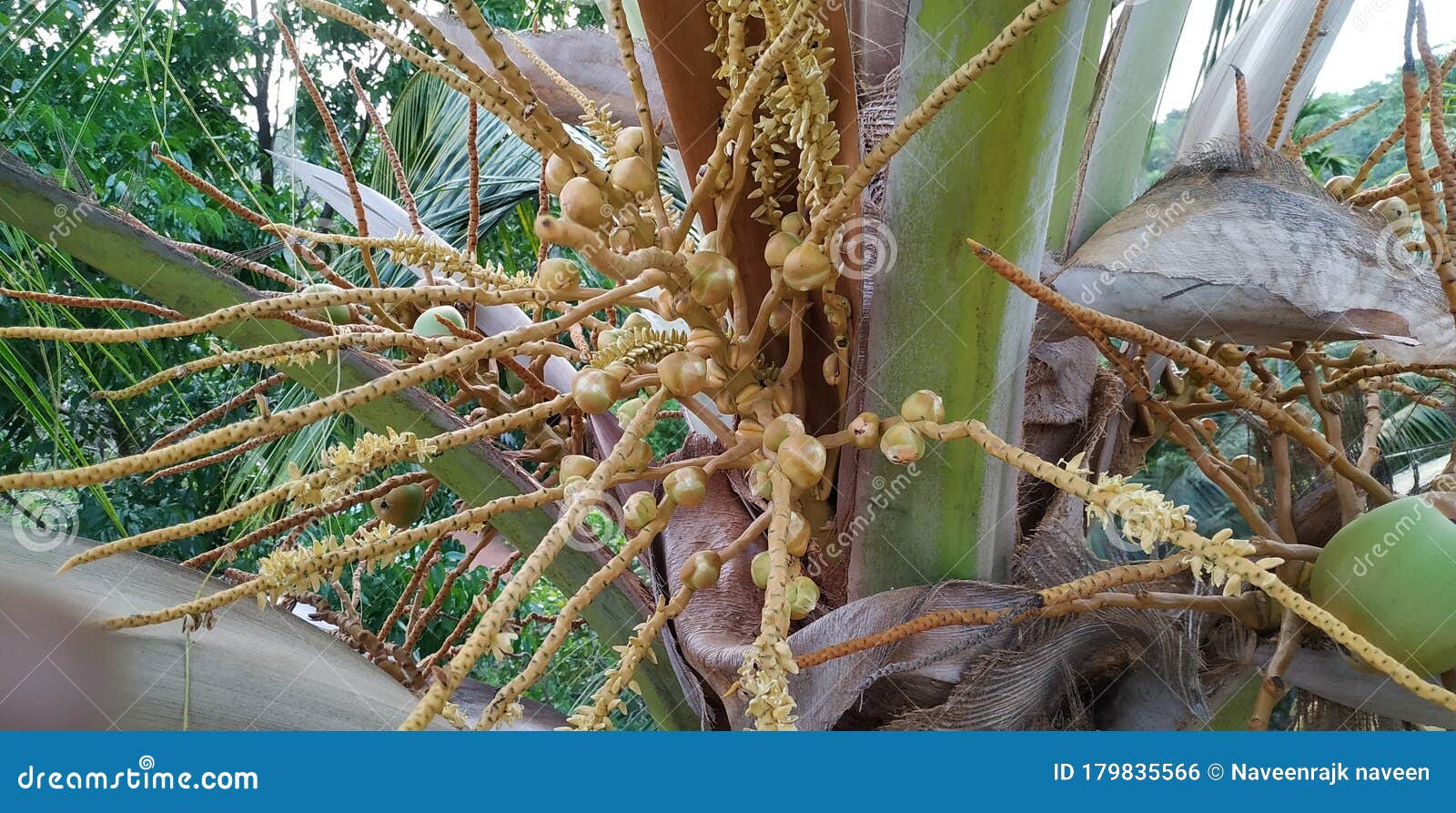 Coconut flower scene stock photo. Image of plant, food - 179835566