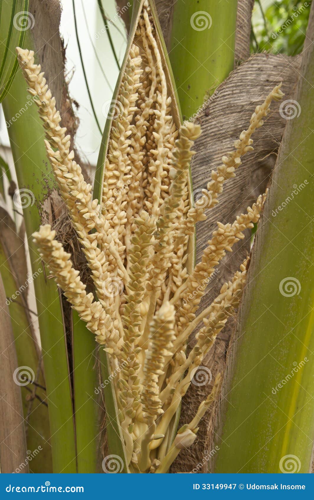 Coconut flower stock image. Image of exotic, aromatherapy - 33149947