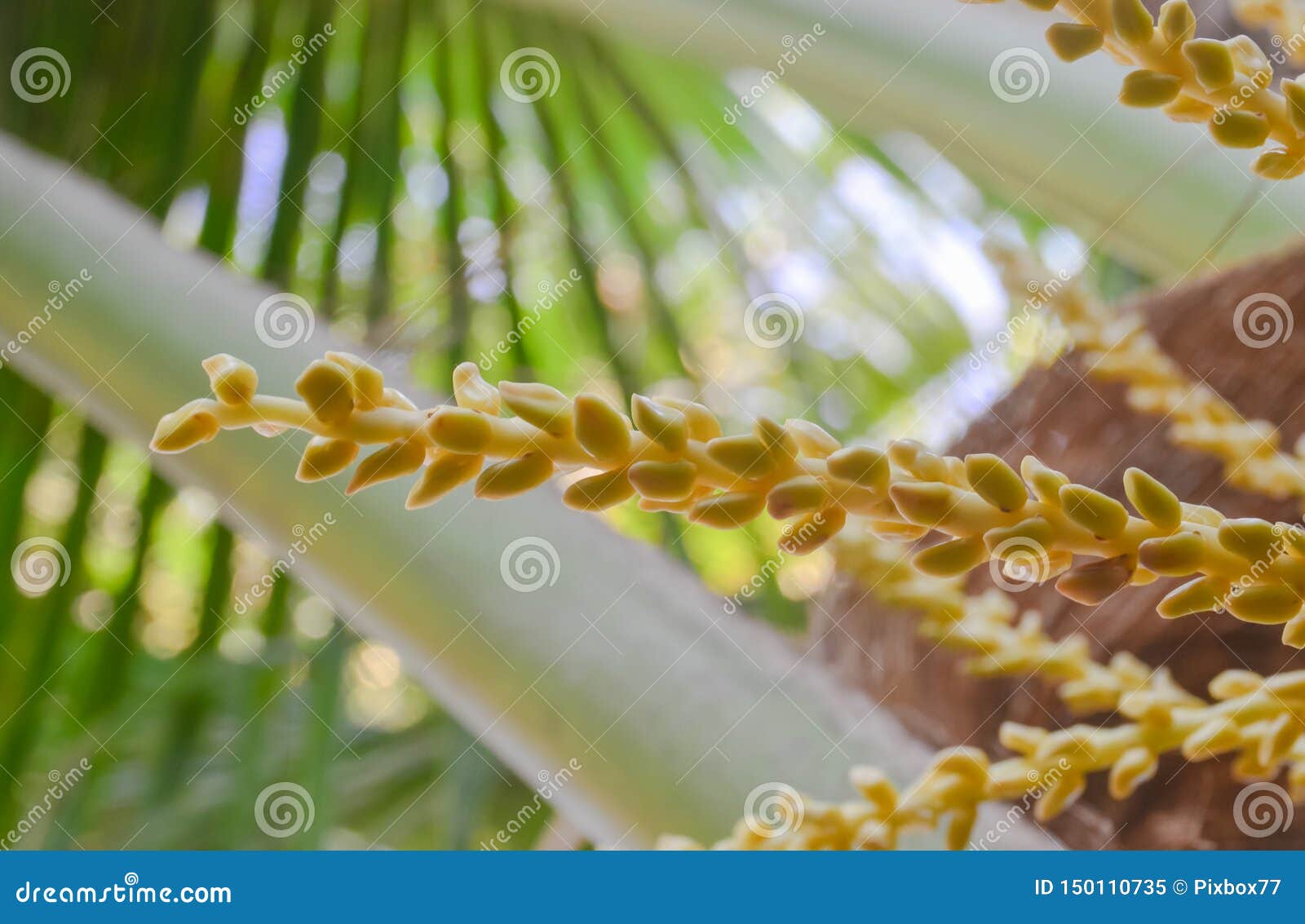 Coconut Flower on Tree Close Up Shot Stock Image - Image of freshness ...