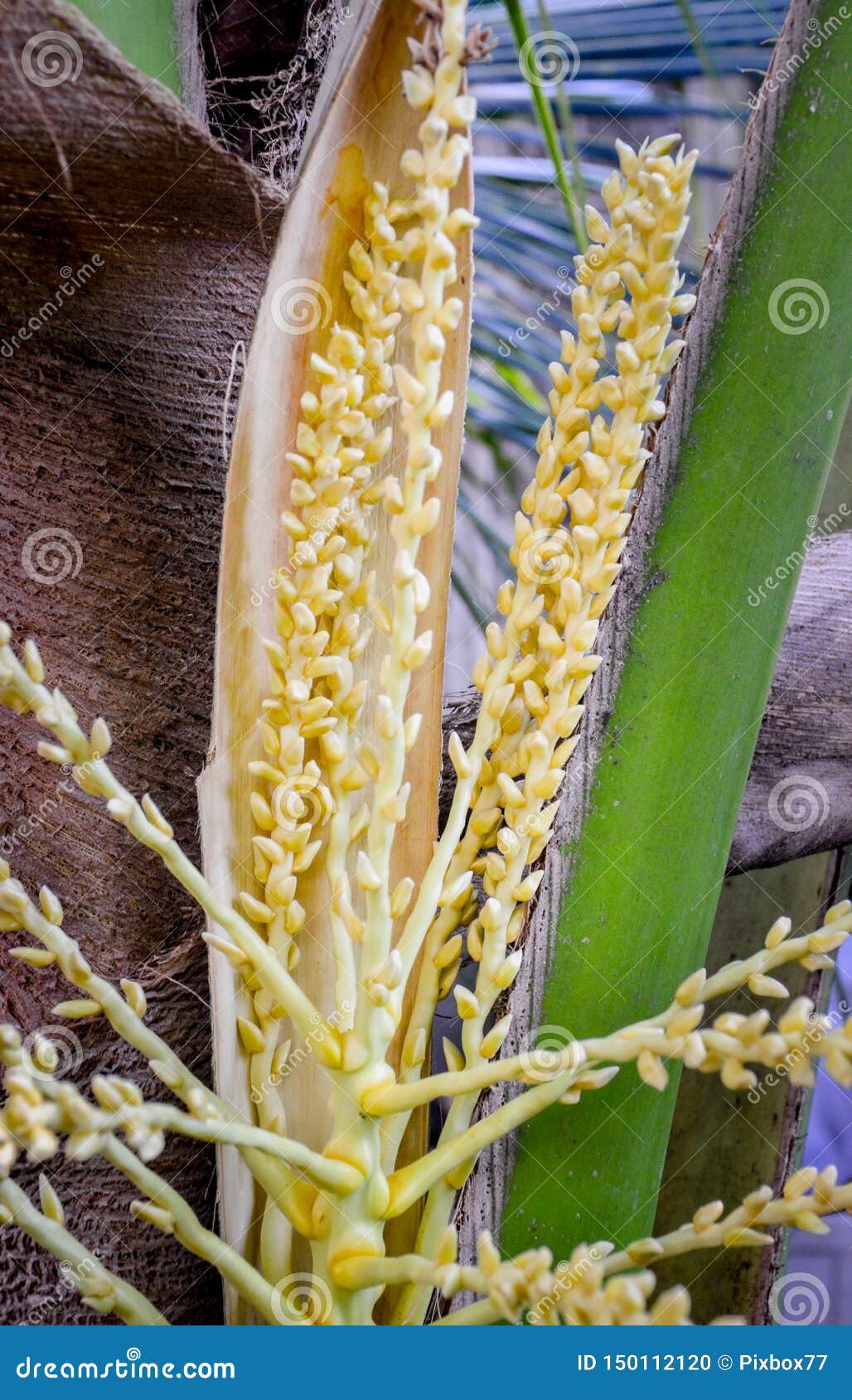 Coconut Flower on Tree, Close Up Shot Stock Photo - Image of farming ...