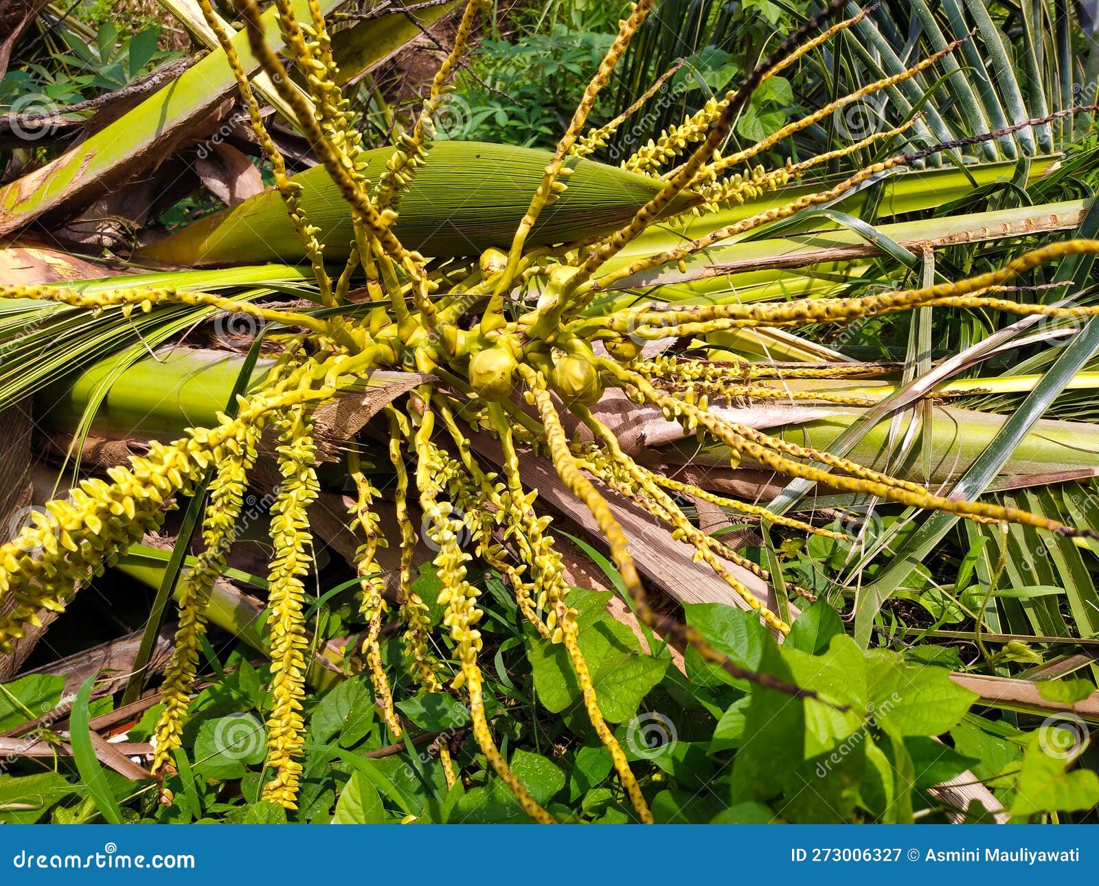 Coconut Flower from a Coconut Tree that Has Been Cut Down Stock Image ...