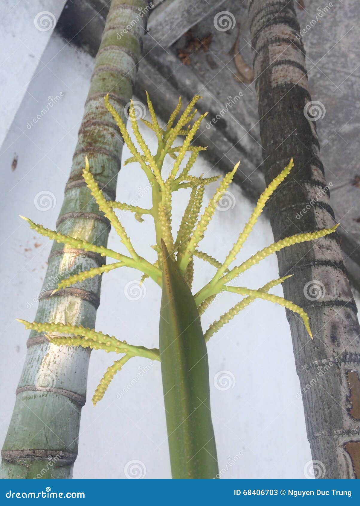 Coconut flower upon editorial stock photo. Image of spring - 68406703
