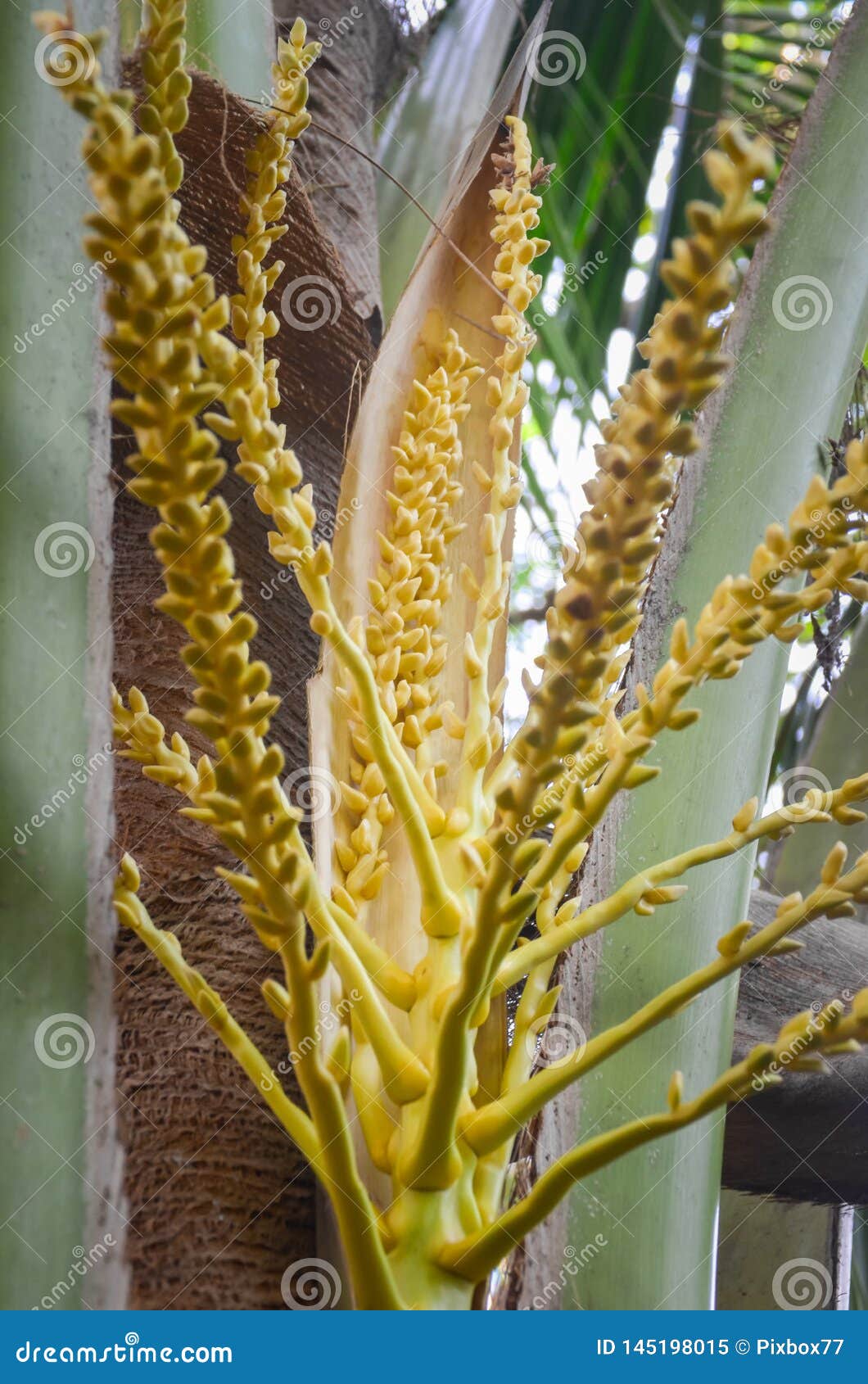 Coconut flower on tree stock image. Image of organic - 145198015