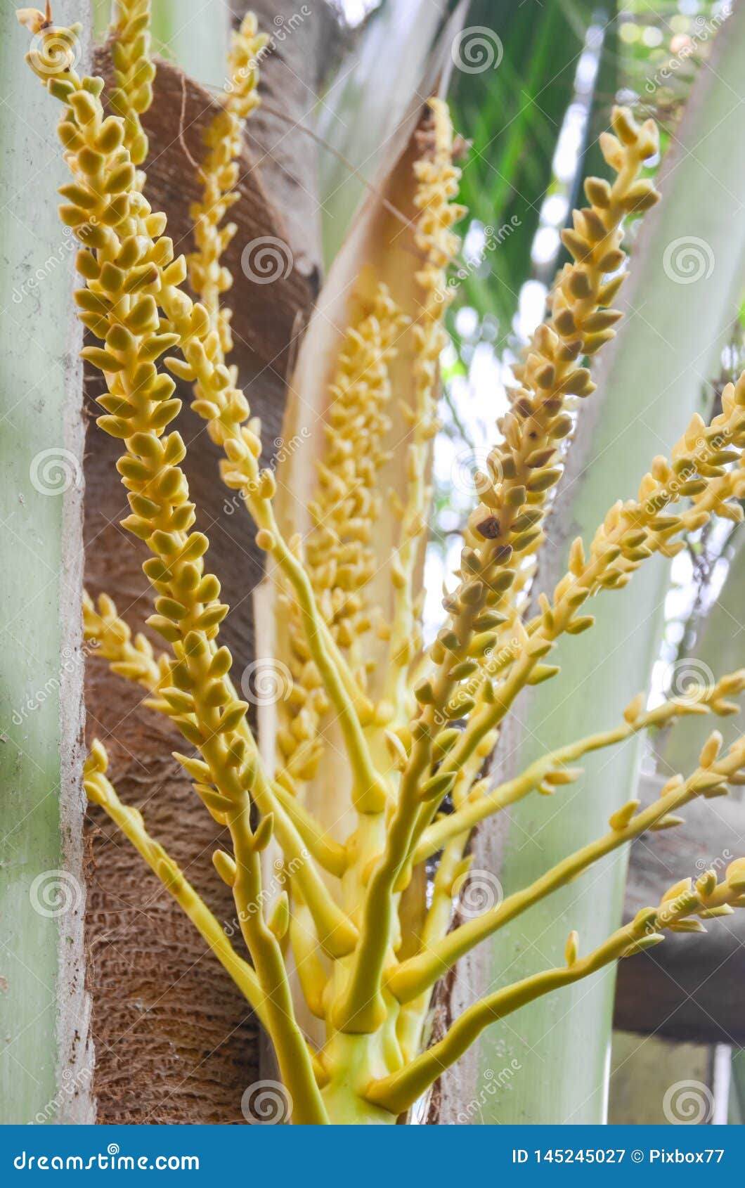Coconut flower on tree stock image. Image of natural - 145245027