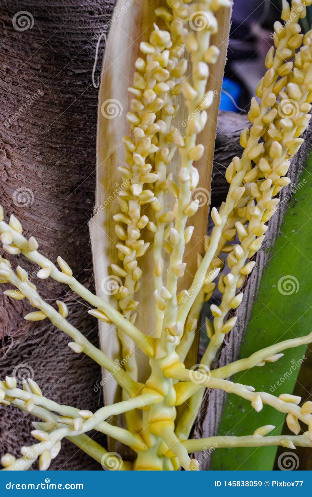 Coconut flower on tree stock image. Image of growth - 145838059