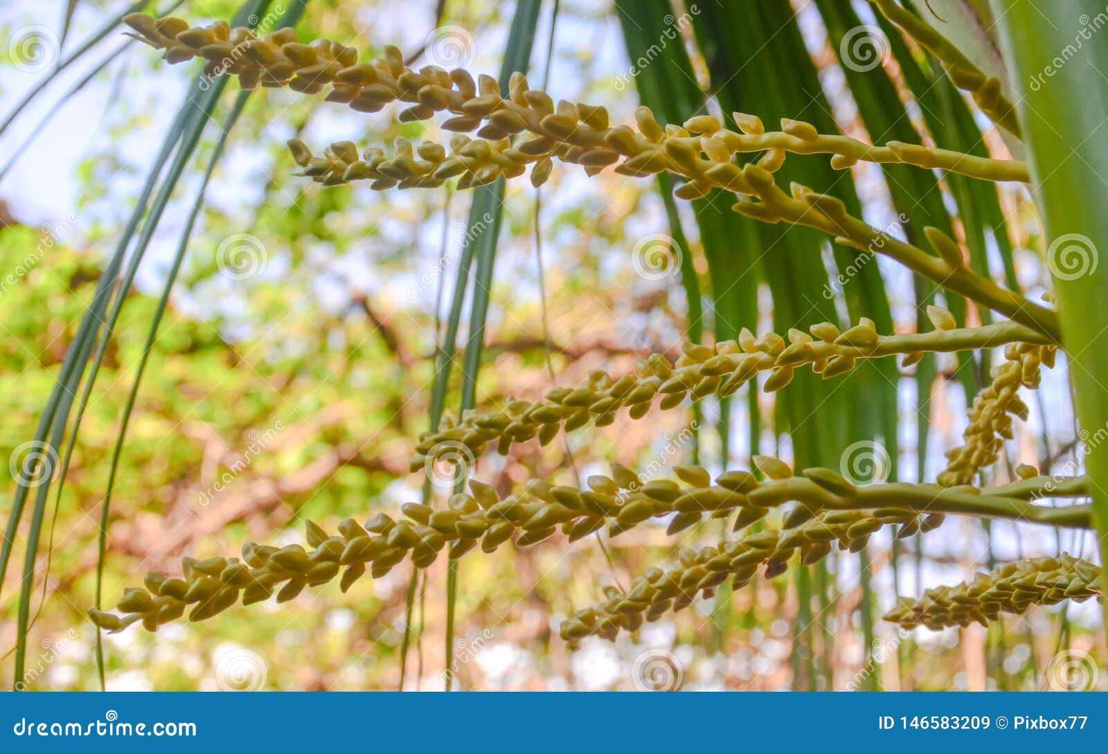 Coconut flower on tree stock image. Image of blooming - 146583209