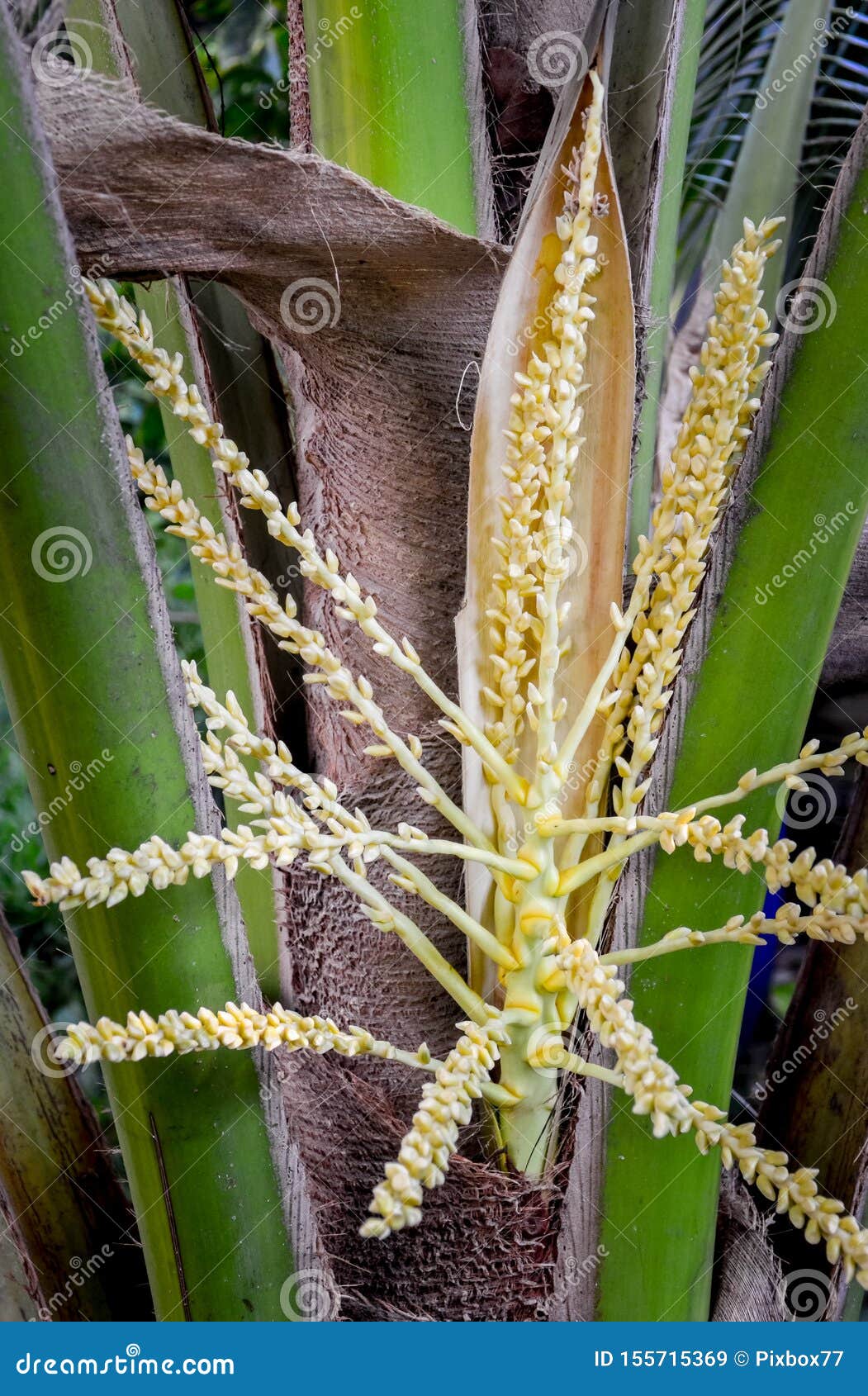 Coconut flower on tree stock image. Image of close, asia - 155715369