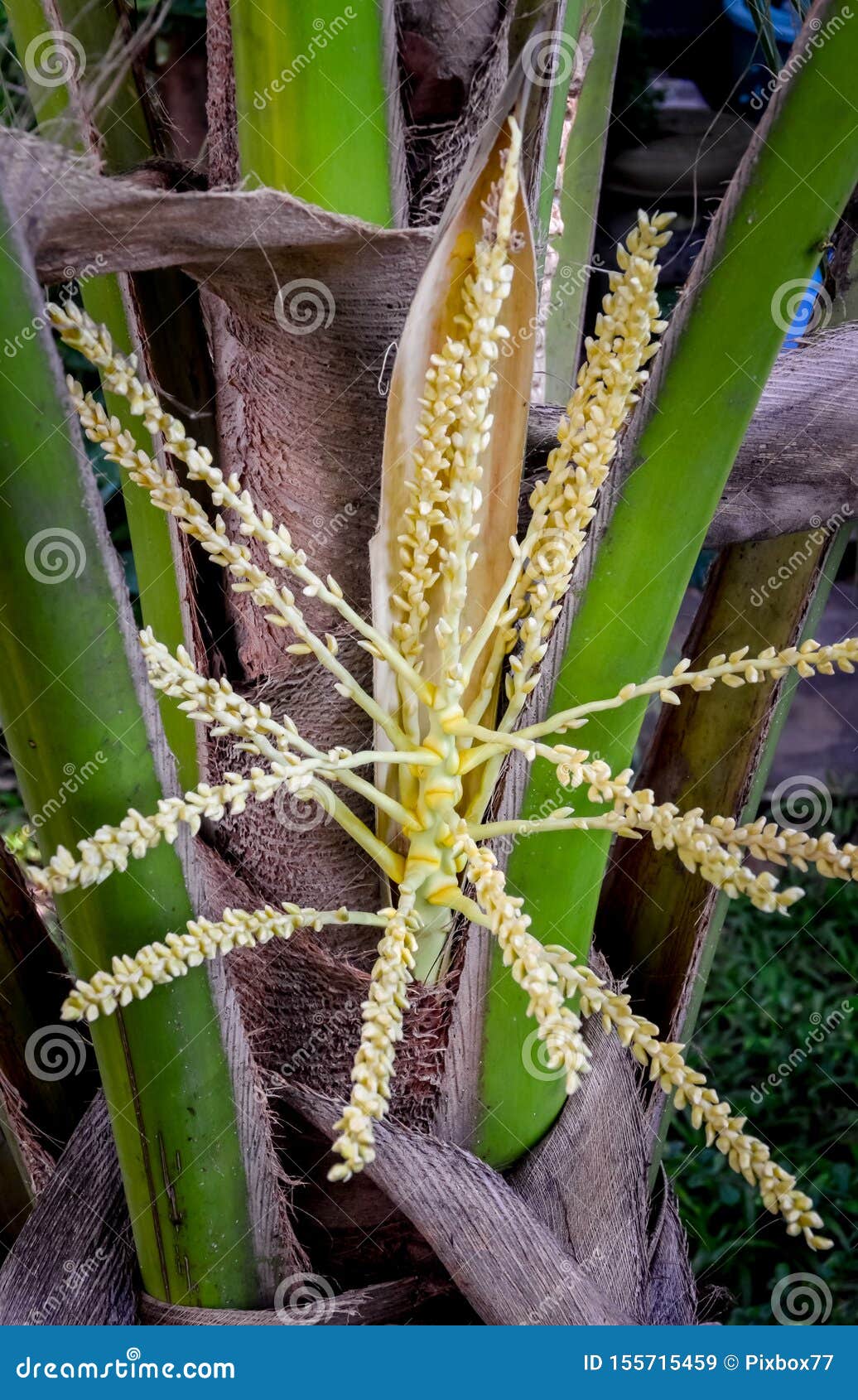 Coconut flower on tree stock image. Image of garden - 155715459
