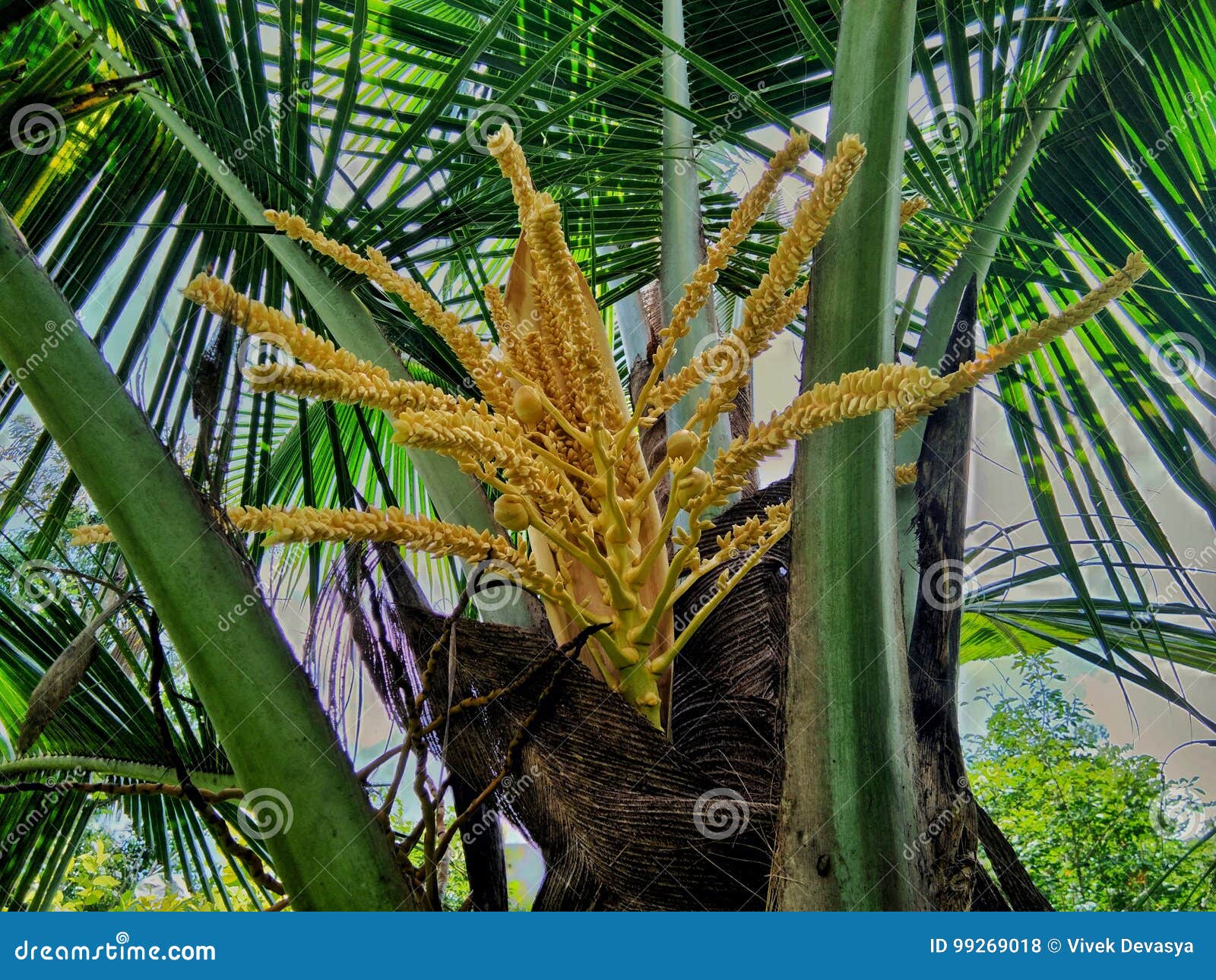 Coconut flowers stock photo. Image of looks, flowers - 99269018