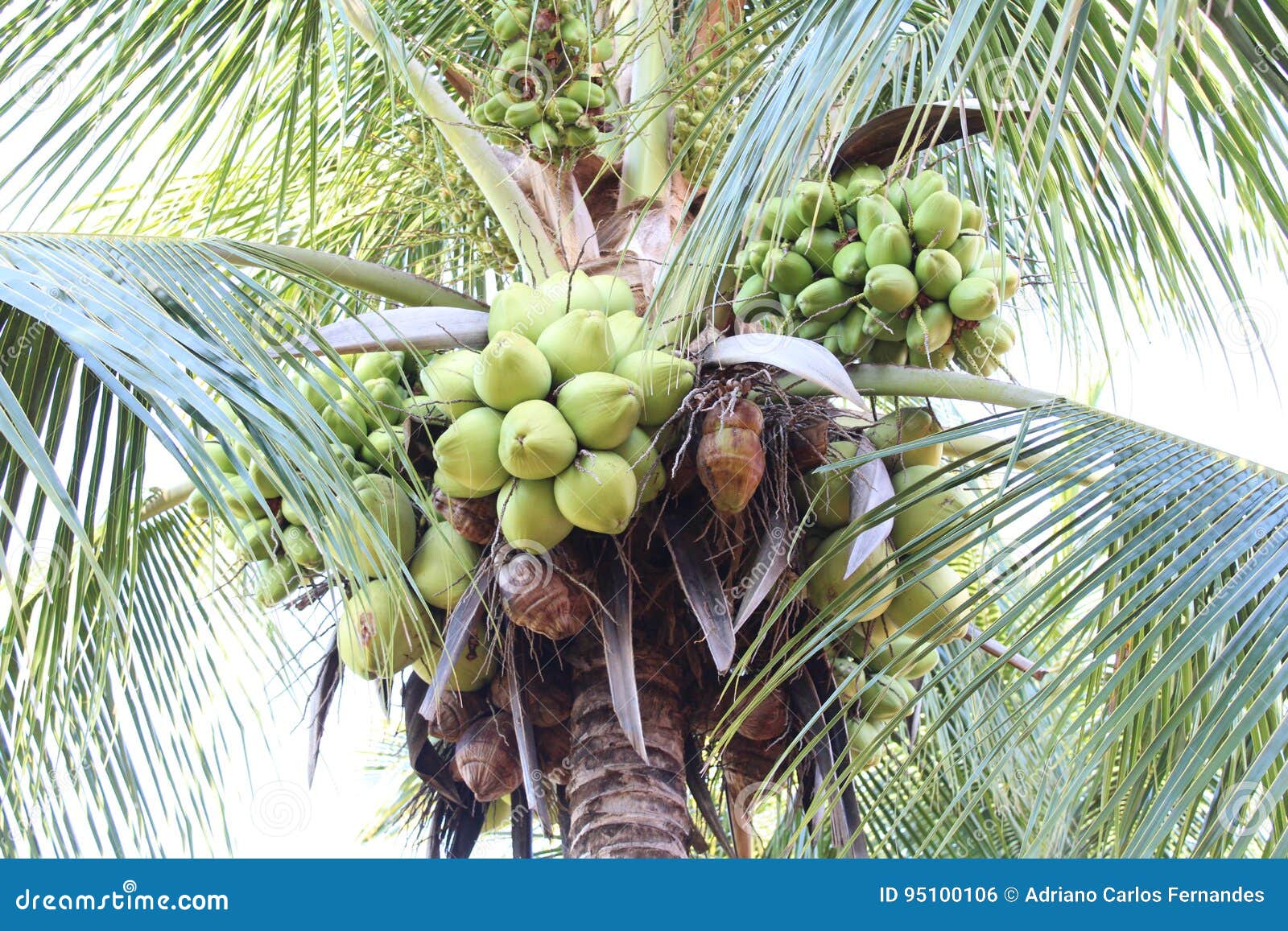 Coconut stock photo. Image of coconut, water, natural - 95100106