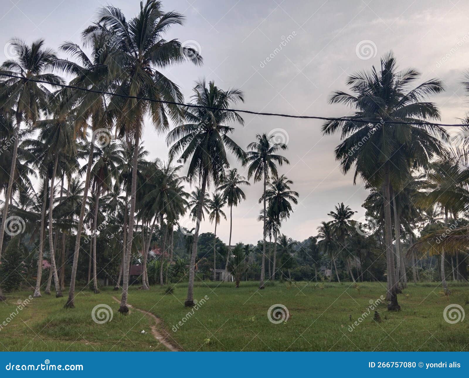 Coconut Forest stock photo. Image of forest, savanna - 266757080