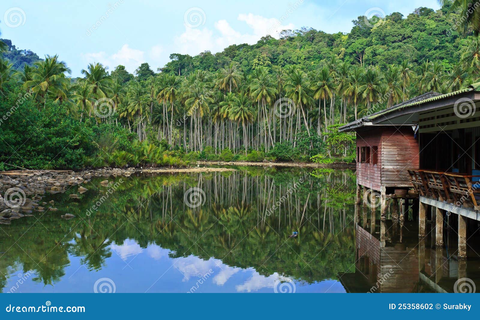 Coconut Forest in Asian Country Stock Photo - Image of island, forest ...