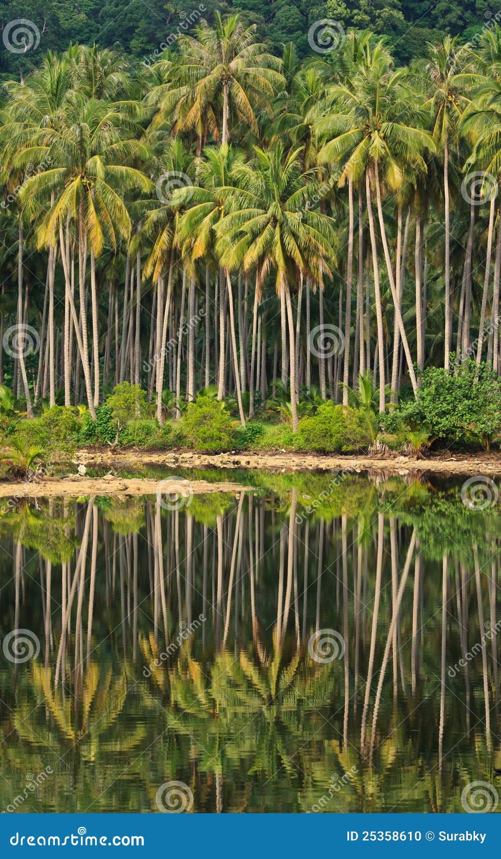 Coconut Forest in Asian Country Stock Photo - Image of lake, landscape ...