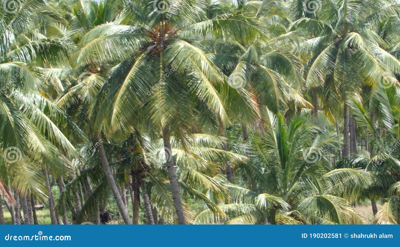 Coconut forest stock image. Image of vegetation, tropics - 190202581