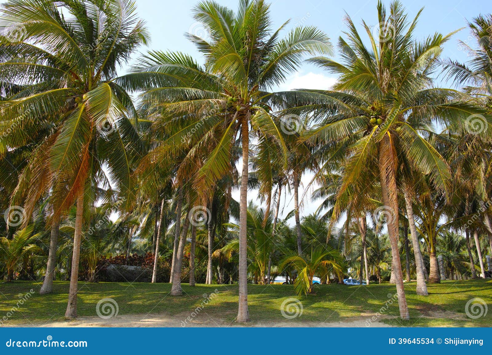 Coconut forest stock photo. Image of palm, tropics, tropical - 39645534