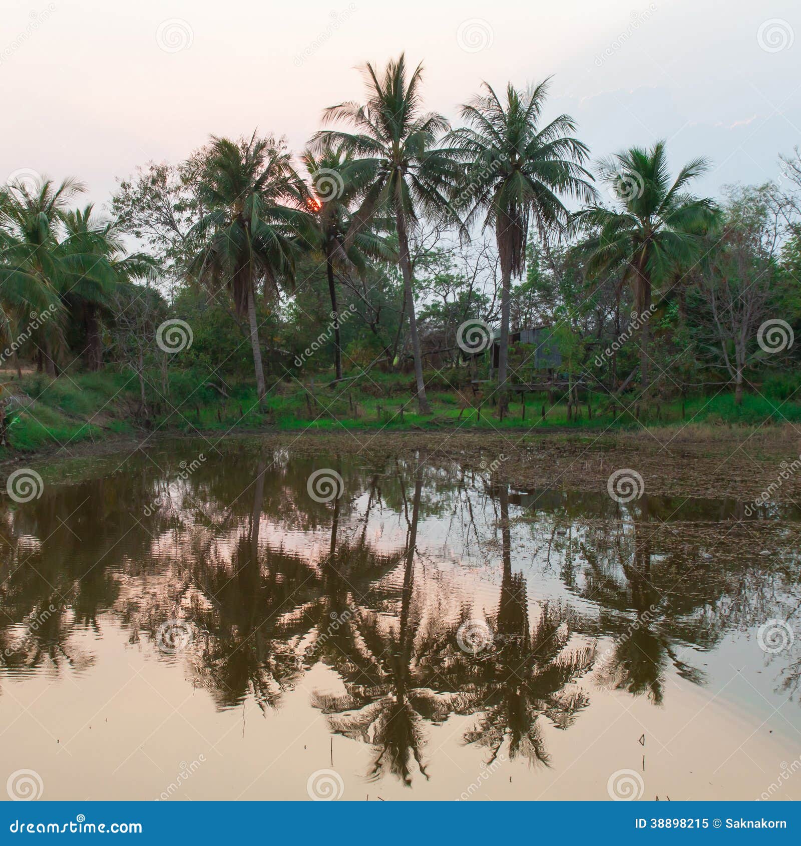 Coconut forest stock image. Image of tropical, lake, foliage - 38898215