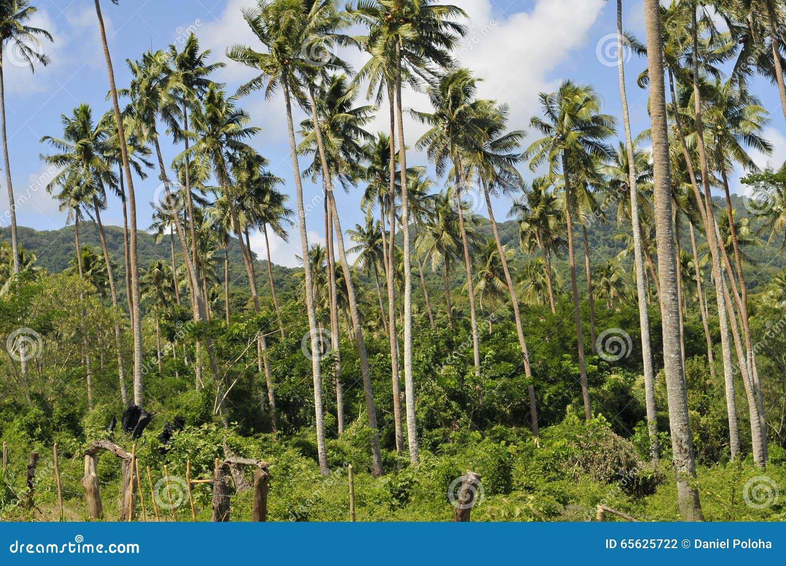 Coconut Forest stock photo. Image of summer, coco, life - 65625722