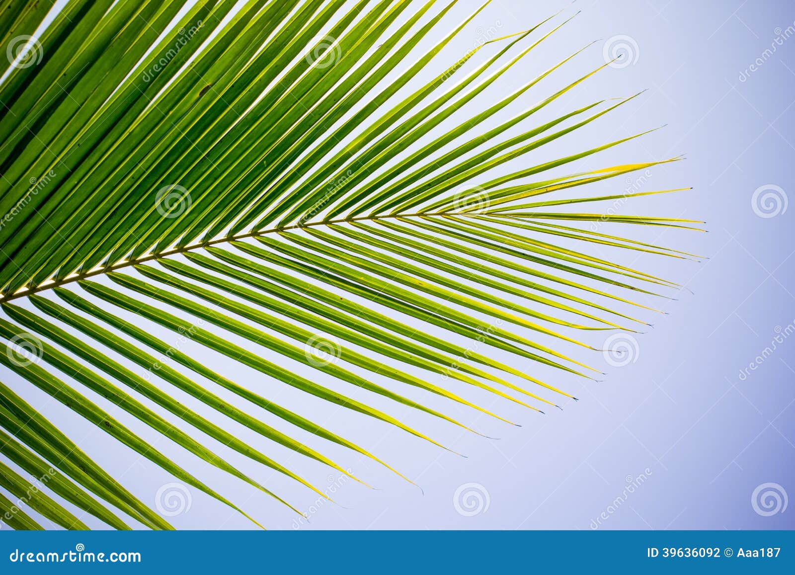 Coconut frond stock photo. Image of closeup, frond, nature - 39636092