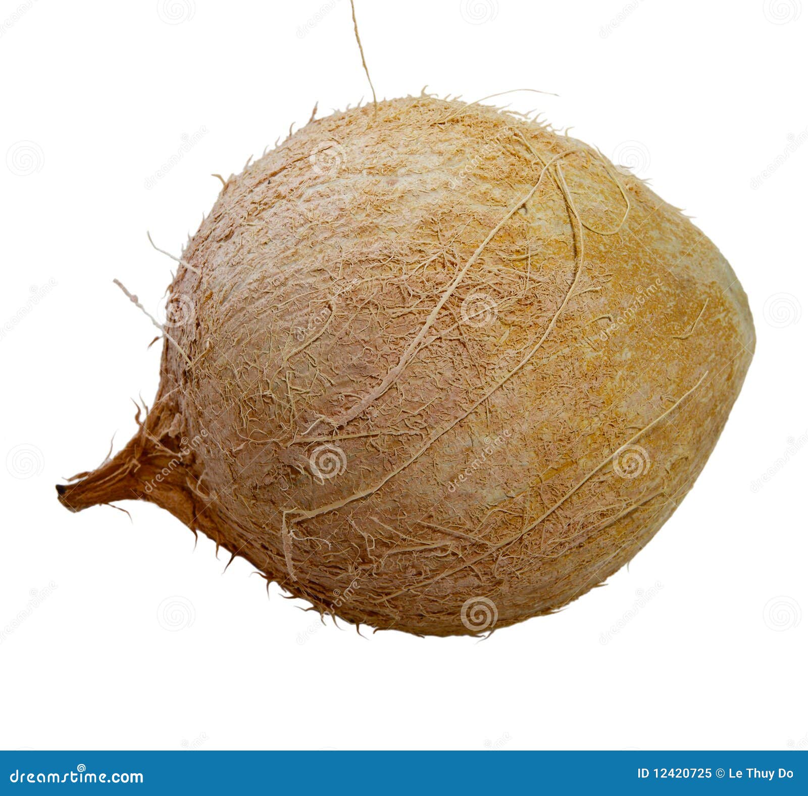 Coconut Fruit stock image. Image of white, closeup, isolated - 12420725