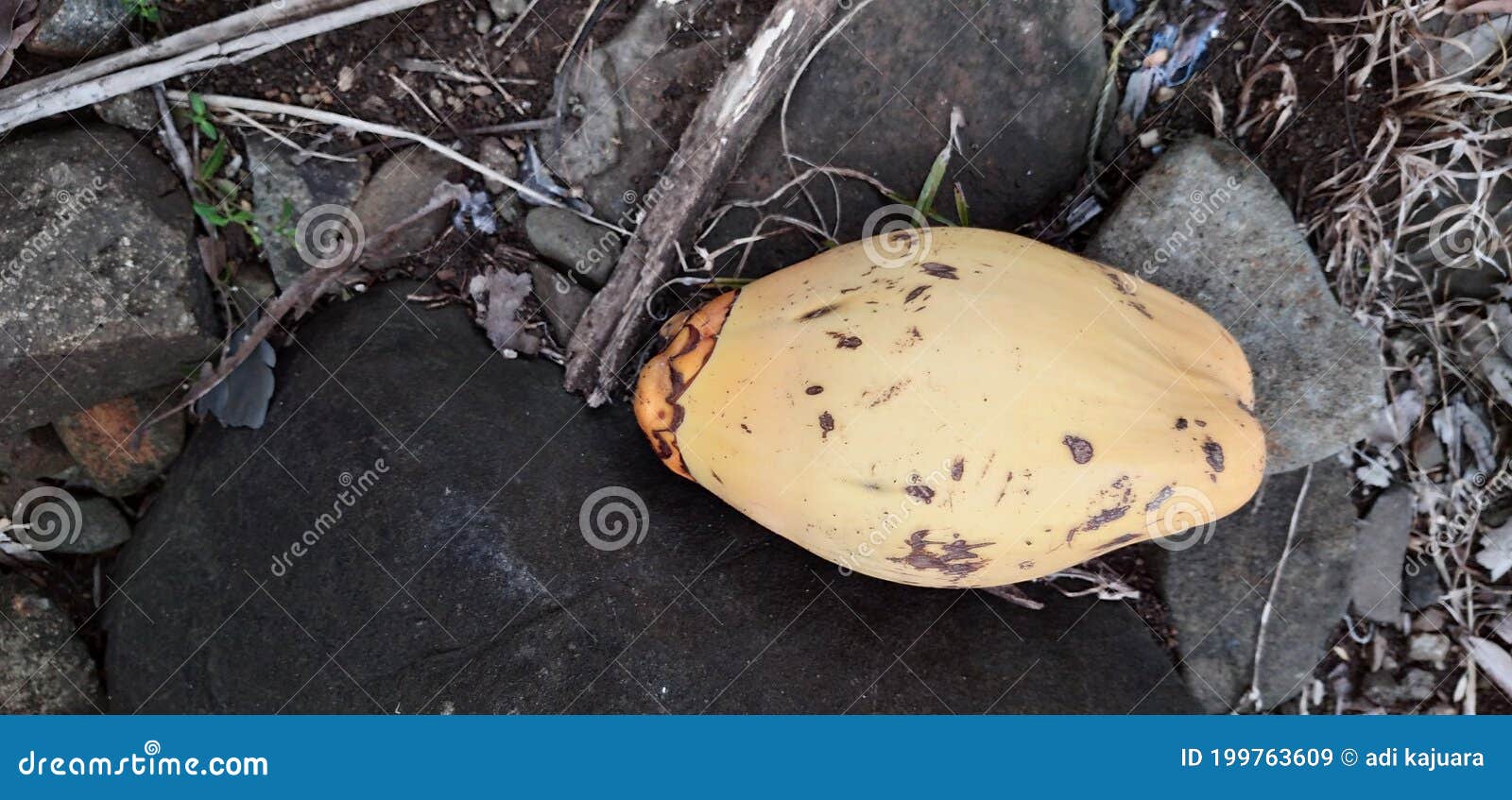 Coconut Fruit that Fell from the Tree Stock Image - Image of coconut ...