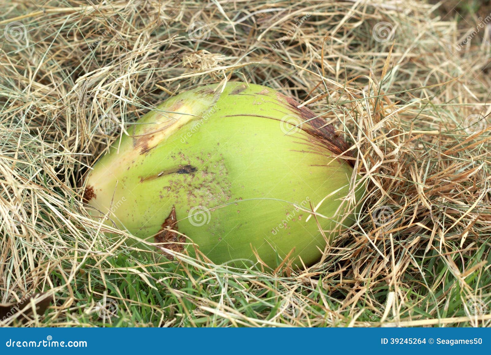 1,287 Coconut Fruit Grass Photos - Free & Royalty-Free Stock Photos ...