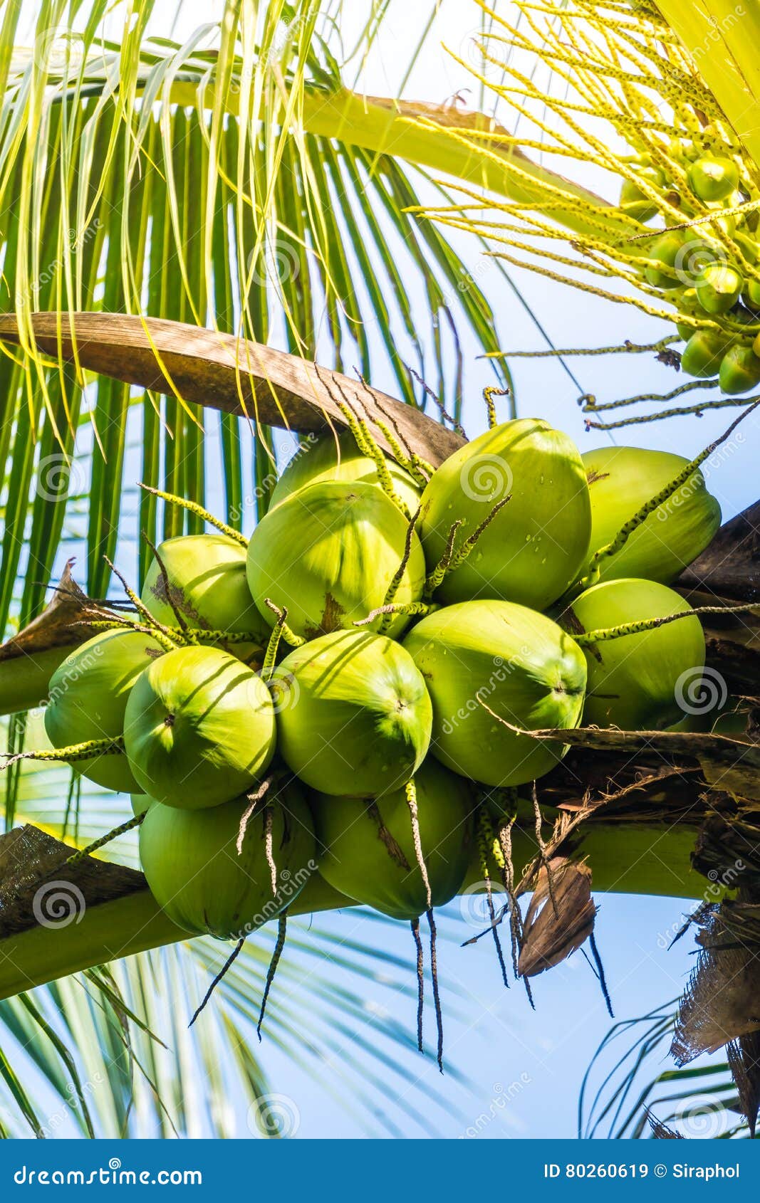 Coconut fruit stock image. Image of plant, drink, organic - 80260619
