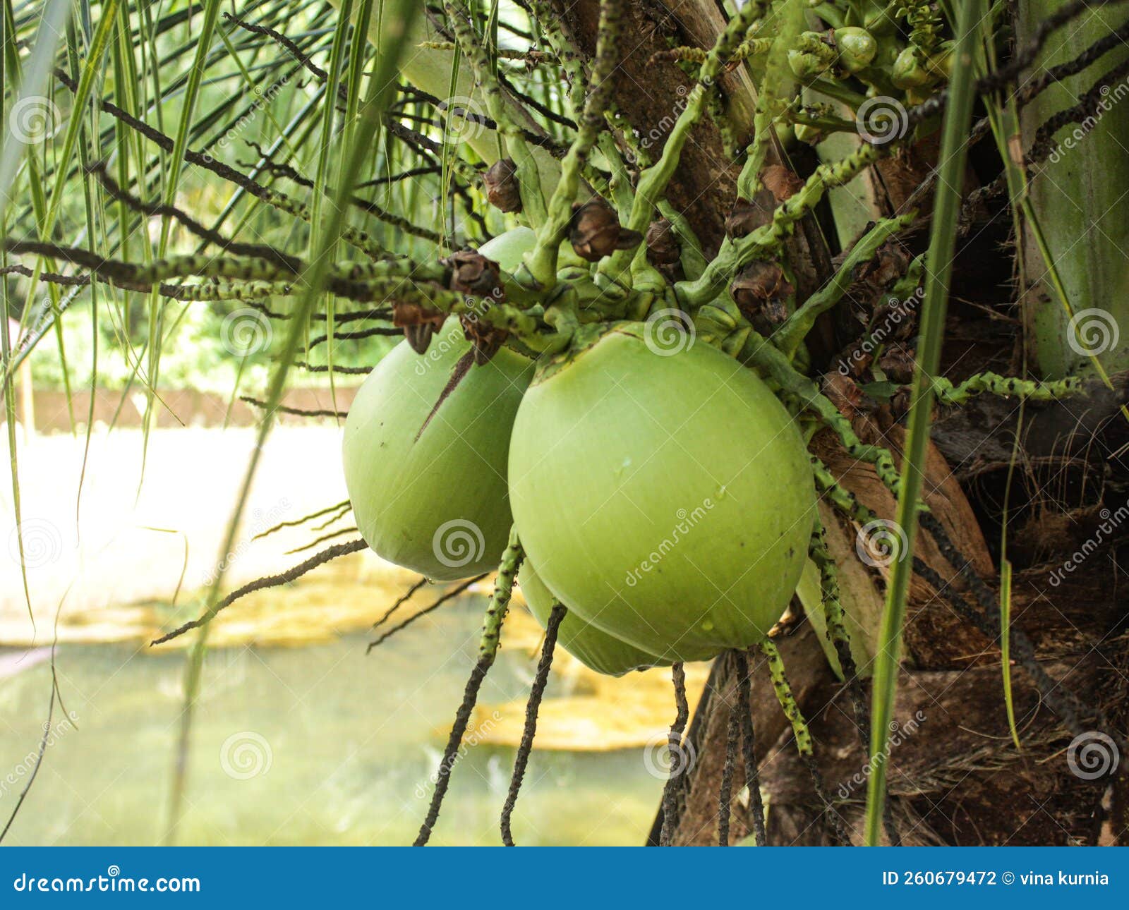 Coconut Fruit Hanging on the Tree Very Densely. Green Stock Photo ...